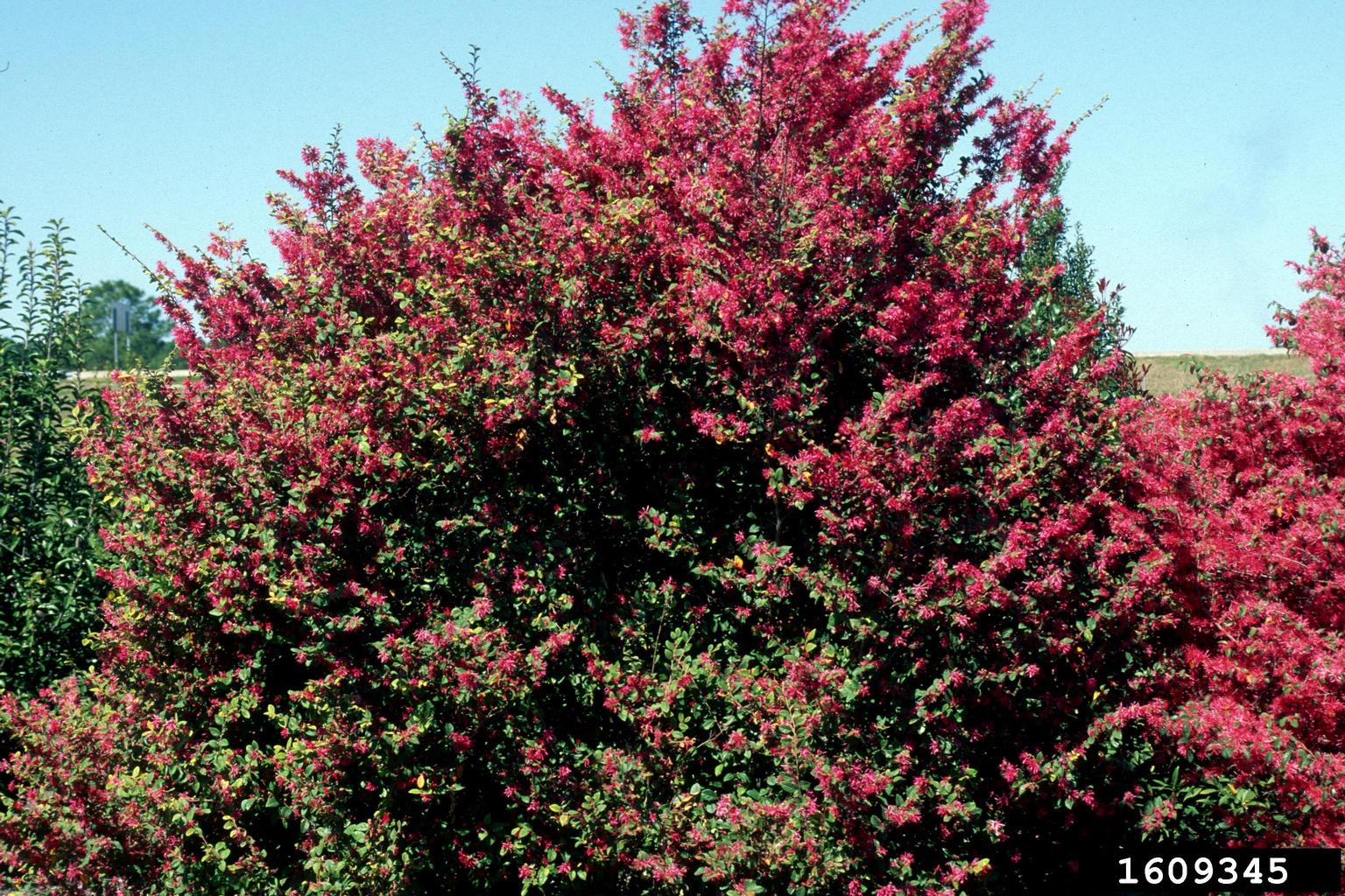Chinese fringe-bush (Loropetalum chinense)