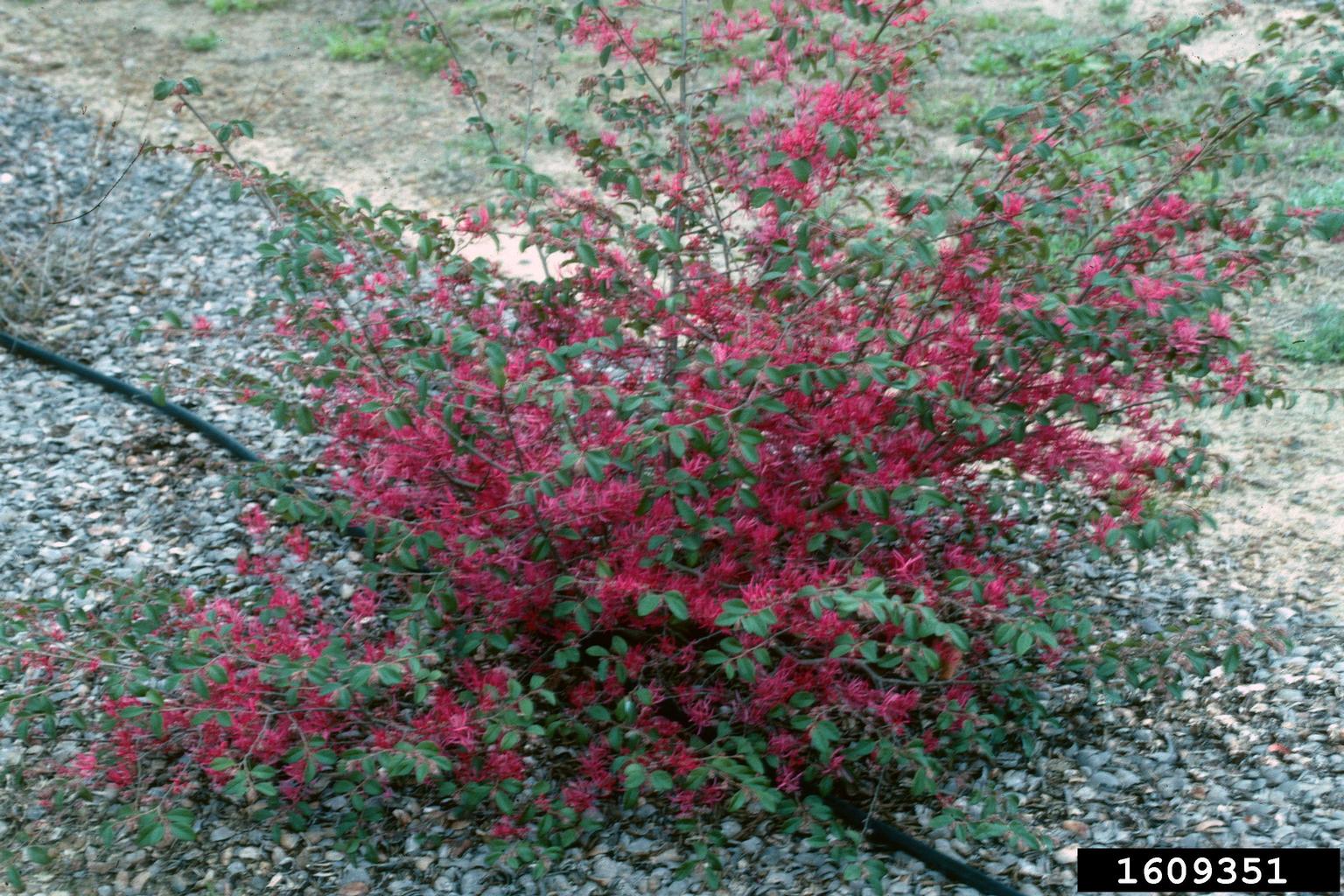 Chinese fringe-bush (Loropetalum chinense var. rubrum (R. Br.) Oliv. Yieh)