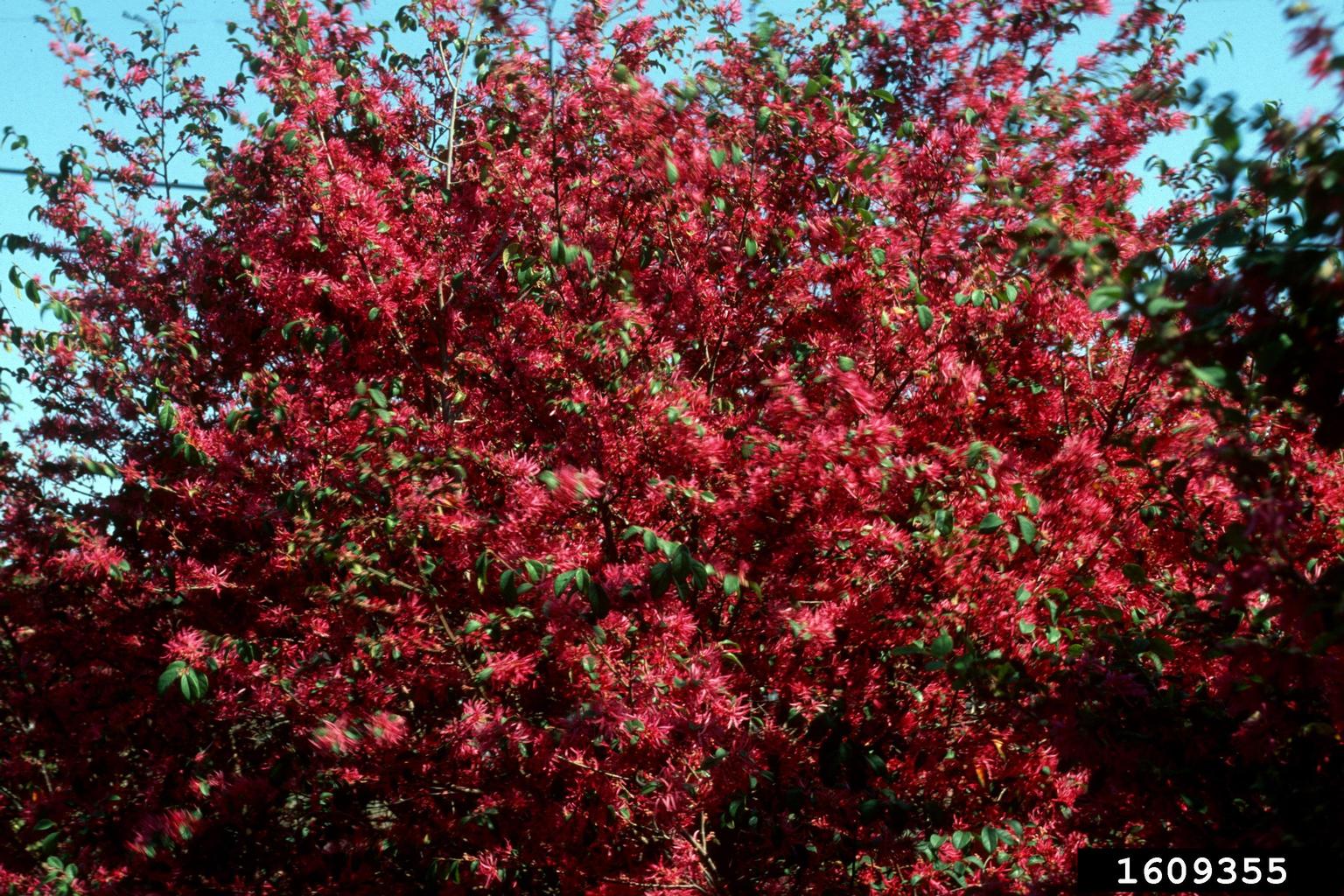Chinese fringe-bush (Loropetalum chinense Oliv.)