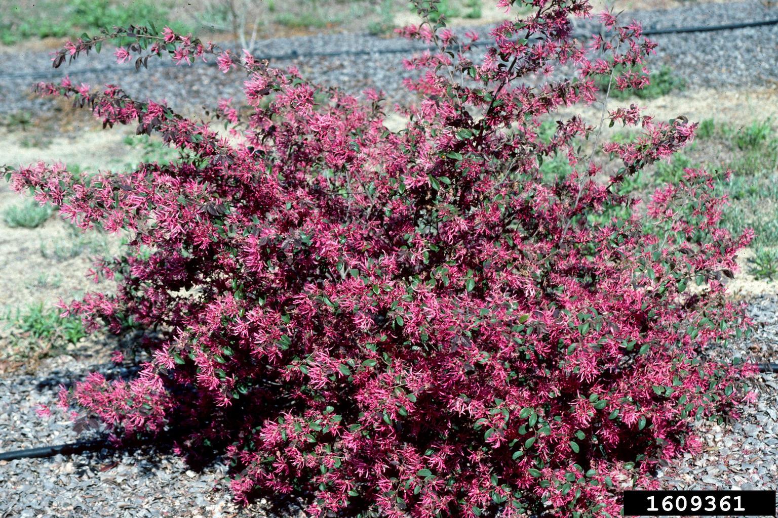 Chinese fringe-bush (Loropetalum chinense var. rubrum (R. Br.) Oliv. Yieh)
