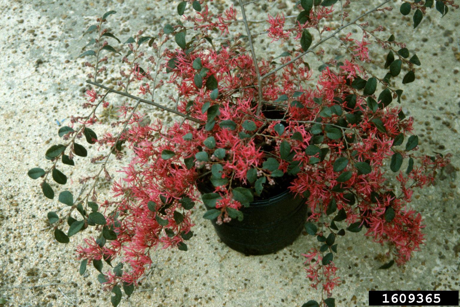 Chinese fringe-bush (Loropetalum chinense var. rubrum (R. Br.) Oliv. Yieh)