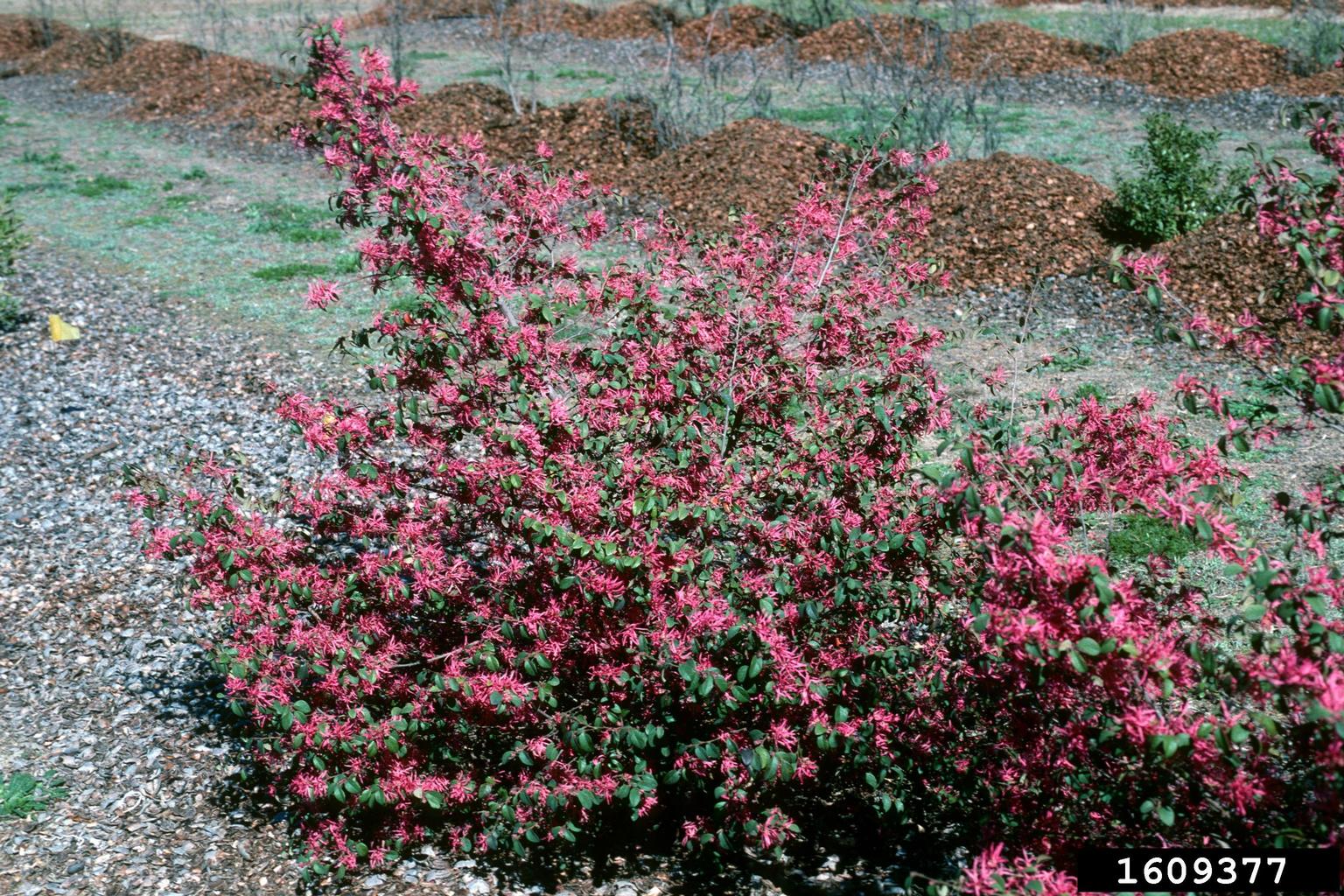 Chinese fringe-bush (Loropetalum chinense var. rubrum (R. Br.) Oliv. Yieh)