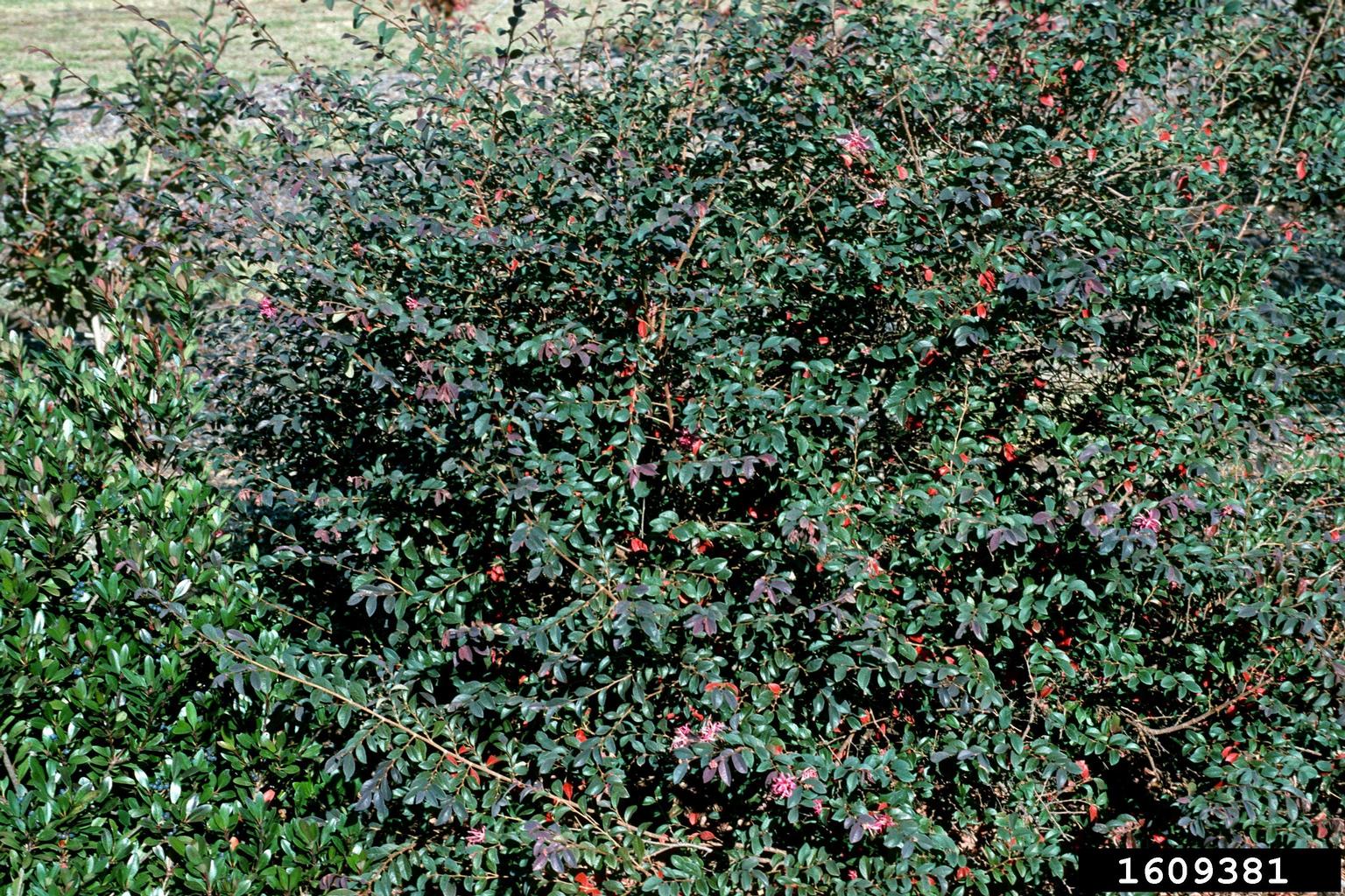 Chinese fringe-bush (Loropetalum chinense var. rubrum)
