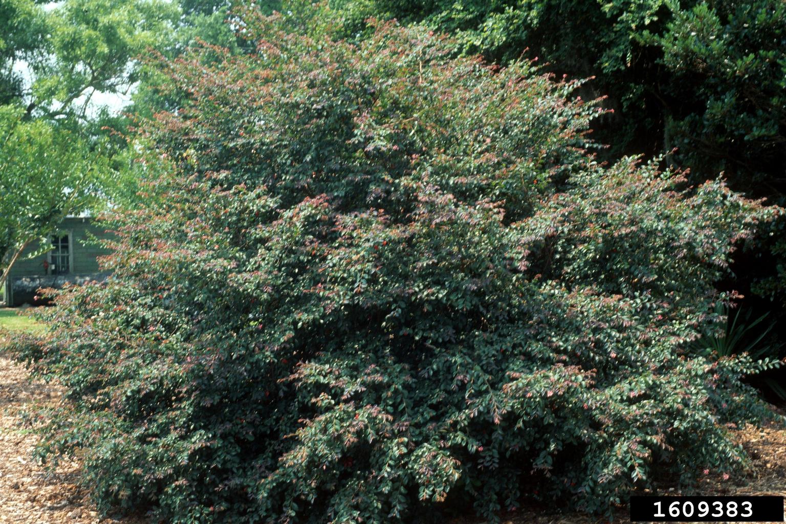 Chinese fringe-bush (Loropetalum chinense var. rubrum (R. Br.) Oliv. Yieh)