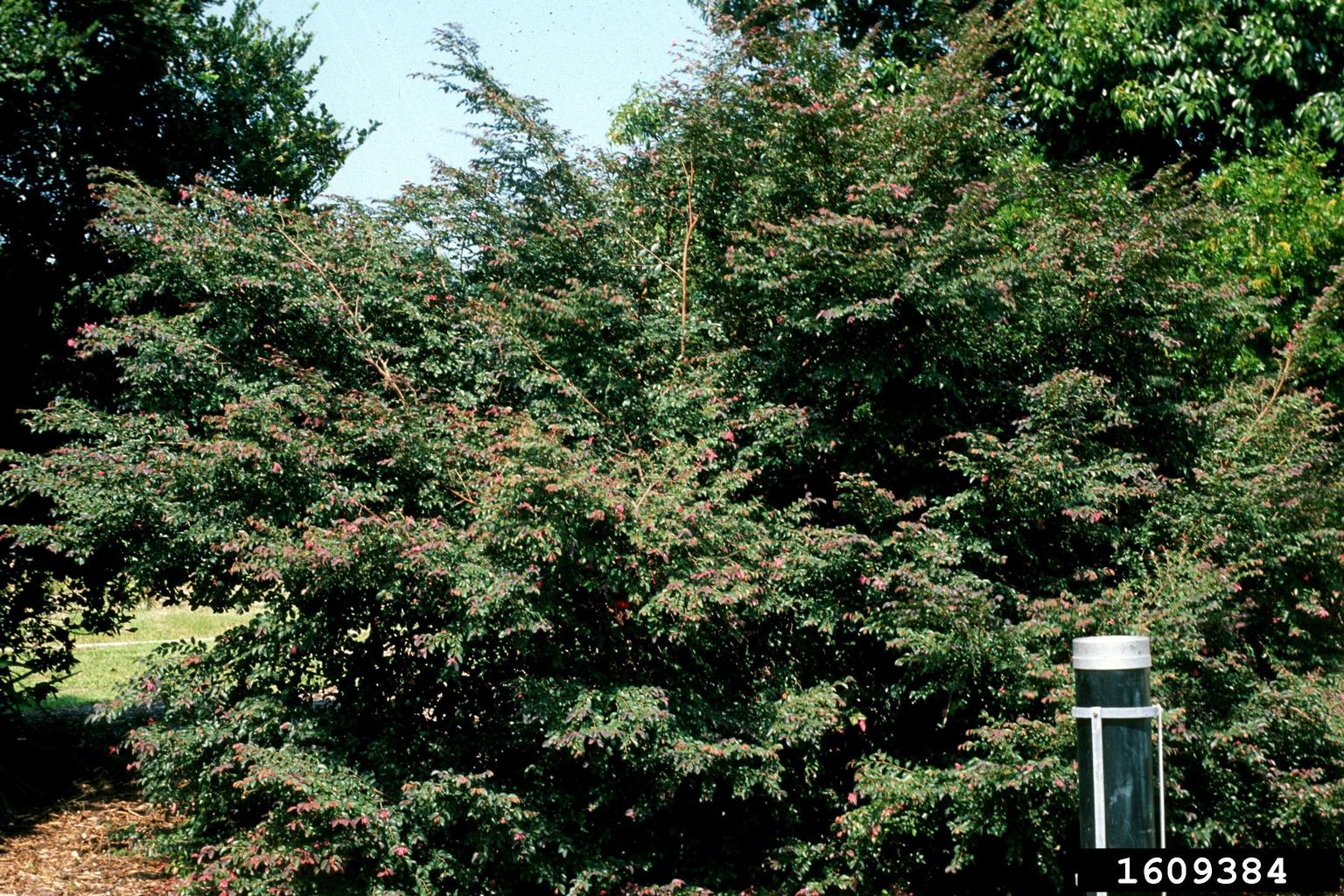Chinese fringe-bush (Loropetalum chinense var. rubrum (R. Br.) Oliv. Yieh)