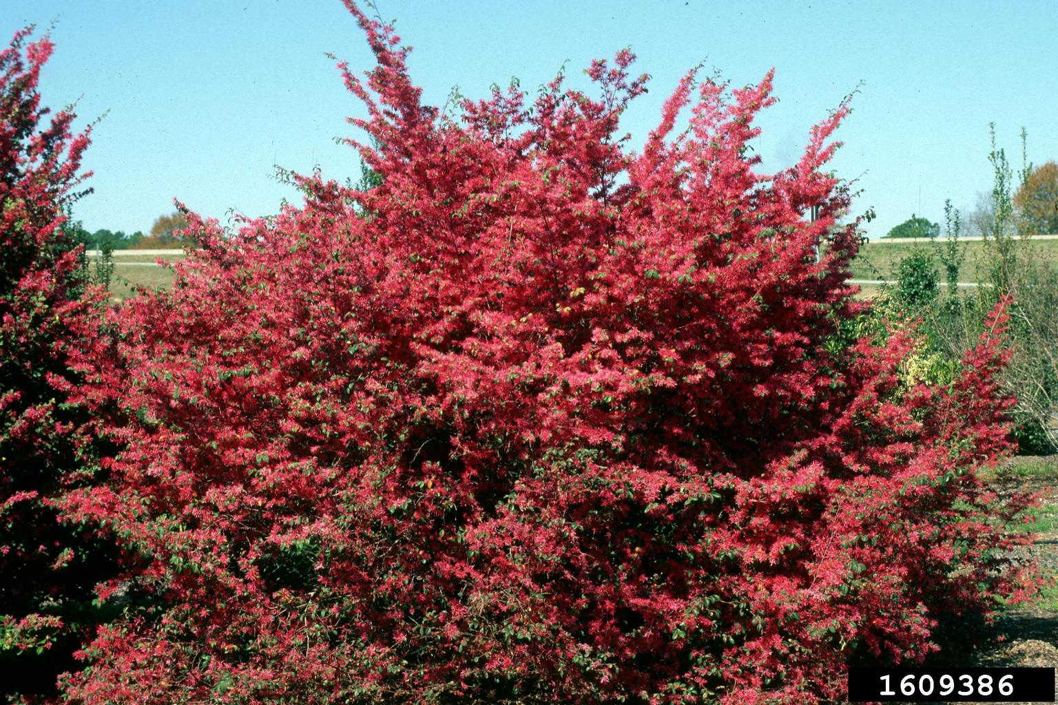 Chinese fringe-bush (Loropetalum chinense var. rubrum (R. Br.) Oliv. Yieh)