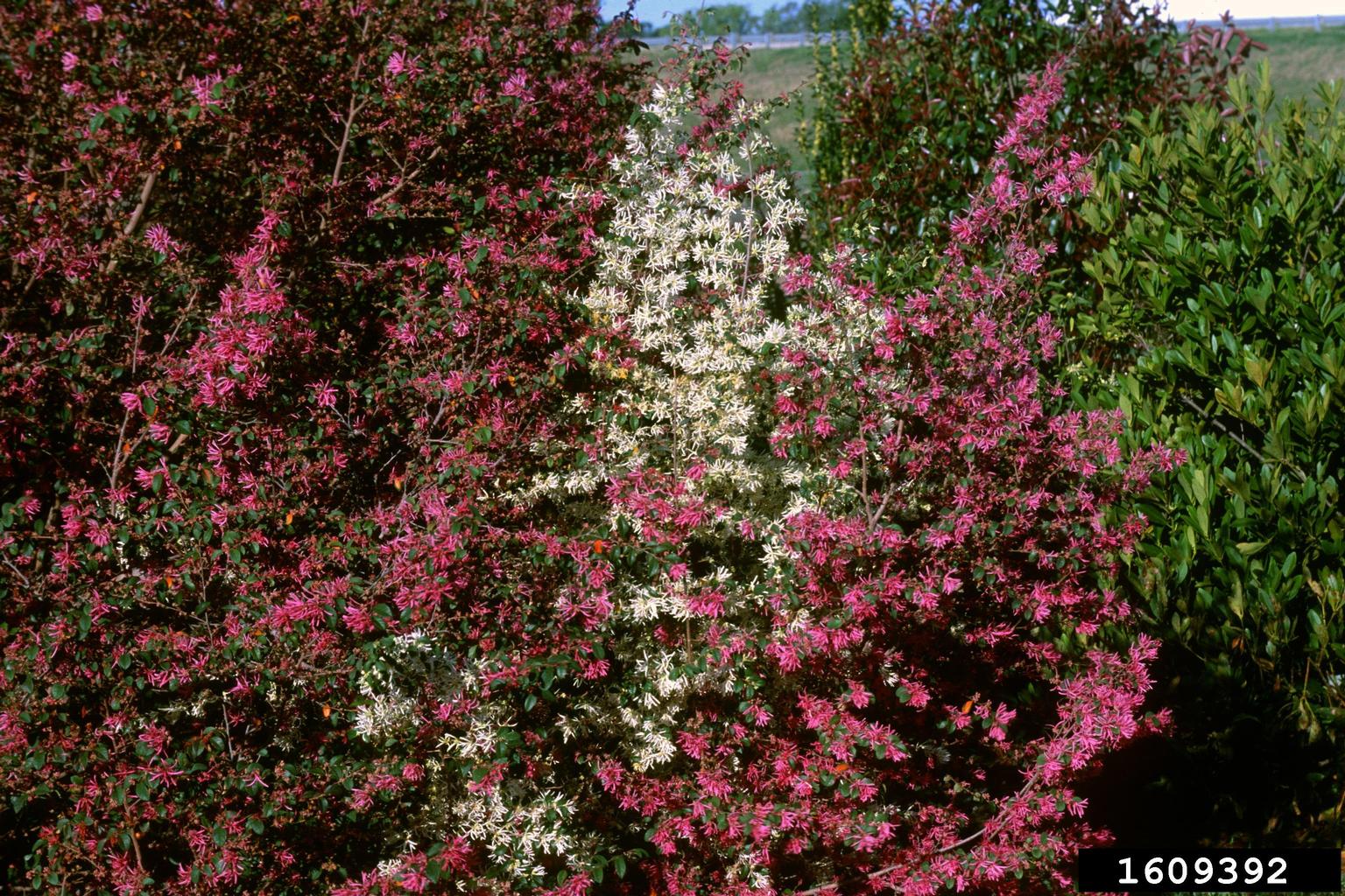 Chinese fringe-bush (Loropetalum chinense var. rubrum (R. Br.) Oliv. Yieh)
