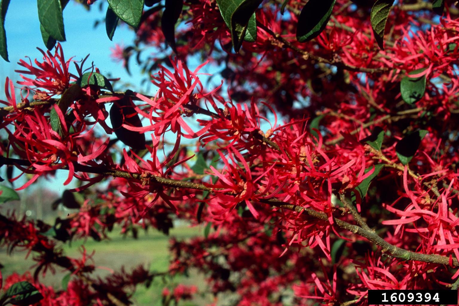 Chinese fringe-bush (Loropetalum chinense var. rubrum (R. Br.) Oliv. Yieh)