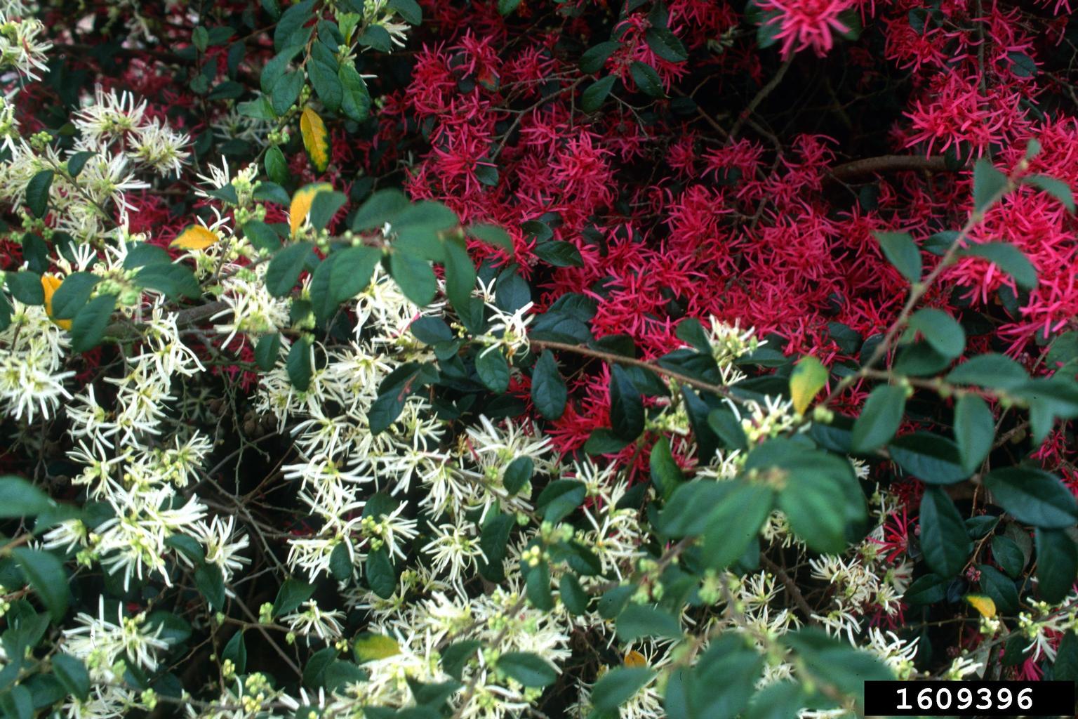 Chinese fringe-bush (Loropetalum chinense var. rubrum)