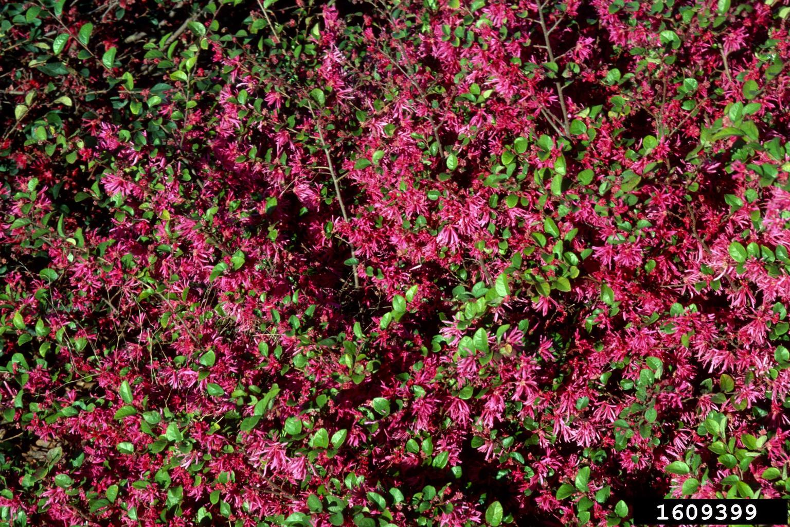 Chinese fringe-bush (Loropetalum chinense)
