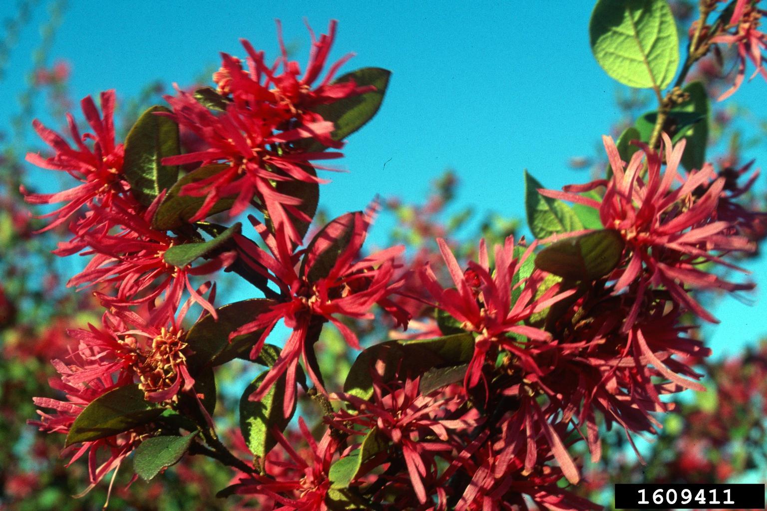 Chinese fringe-bush (Loropetalum chinense Oliv.)