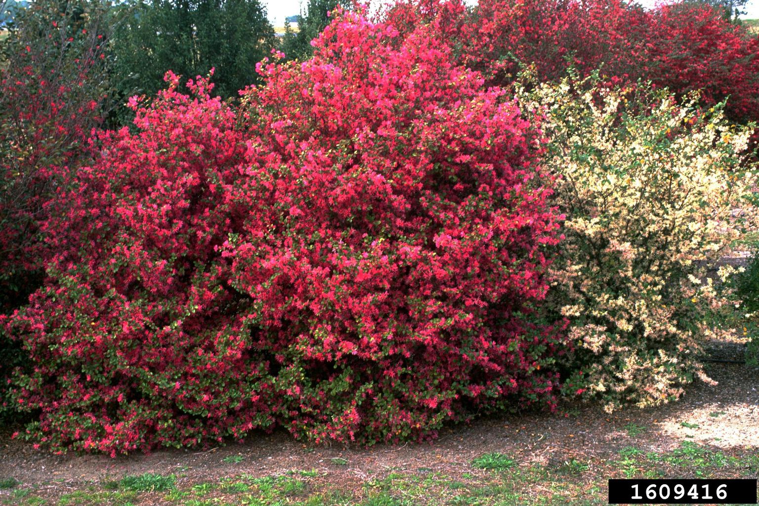 Chinese fringe-bush (Loropetalum chinense)