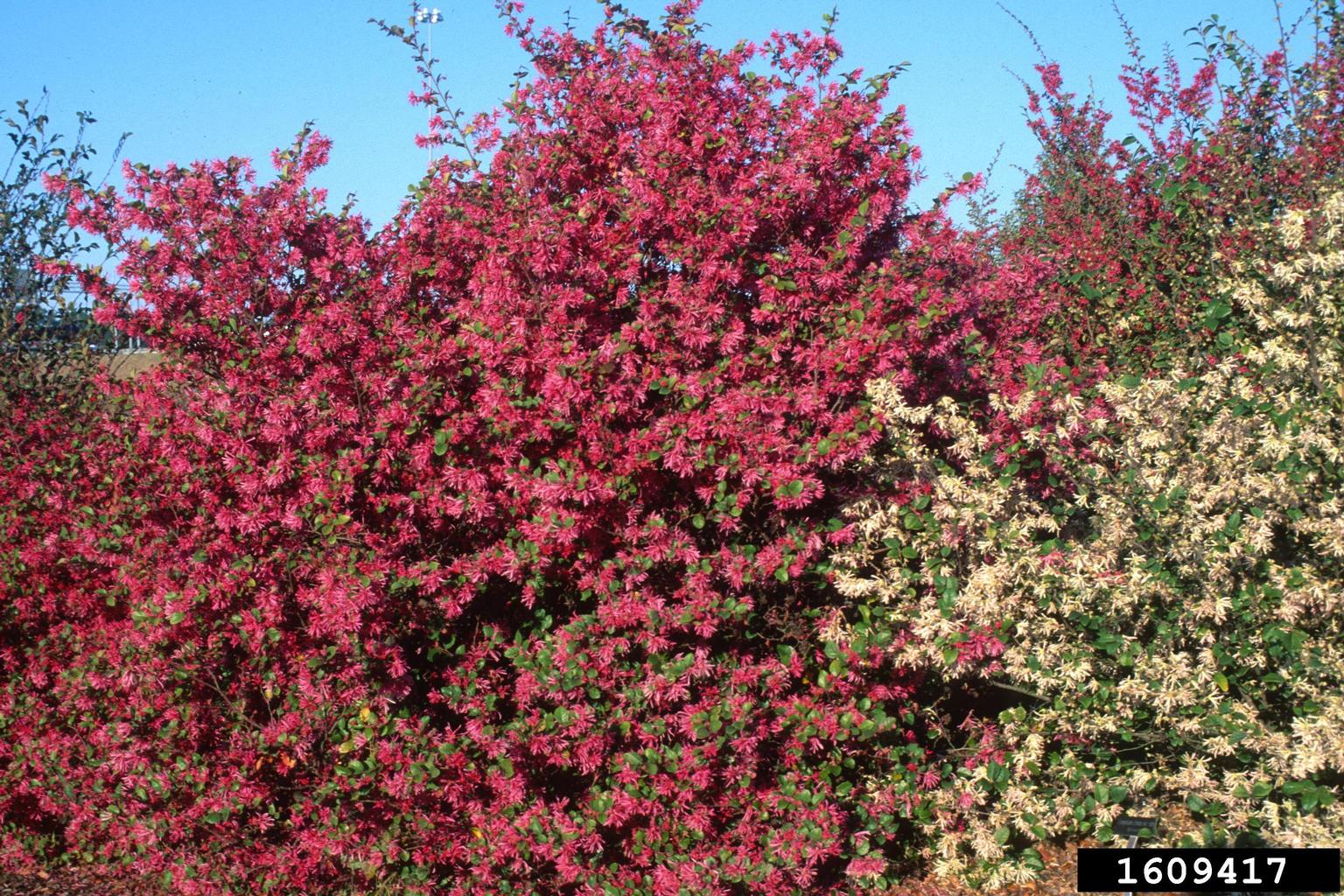 Chinese fringe-bush (Loropetalum chinense Oliv.)