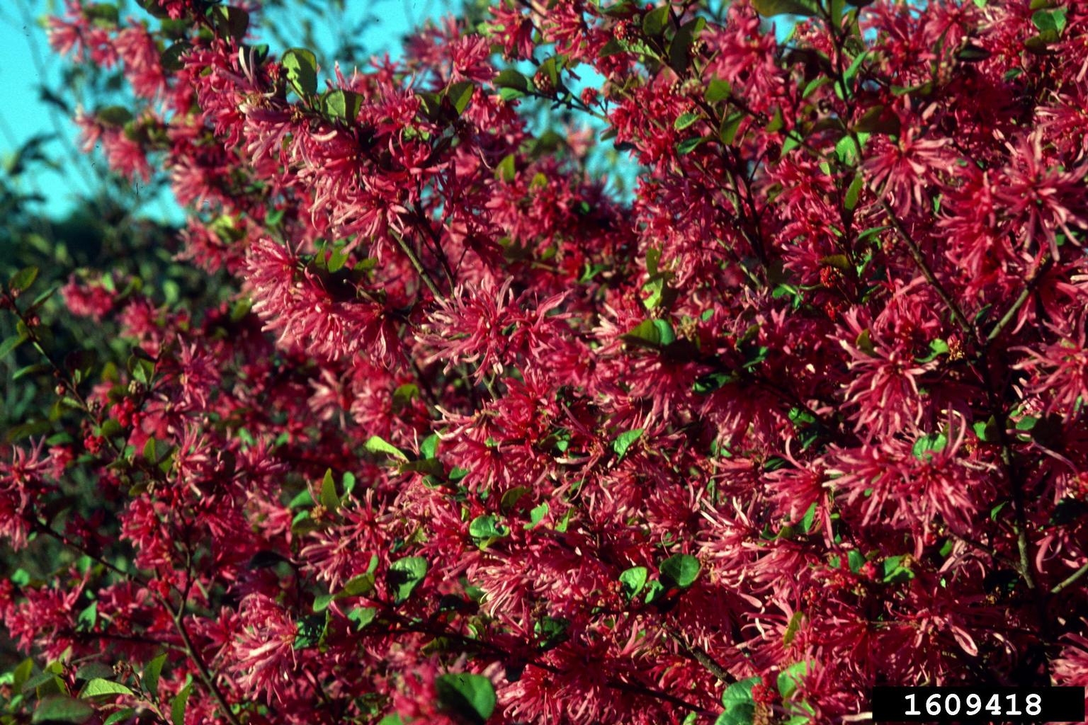 Chinese fringe-bush (Loropetalum chinense)