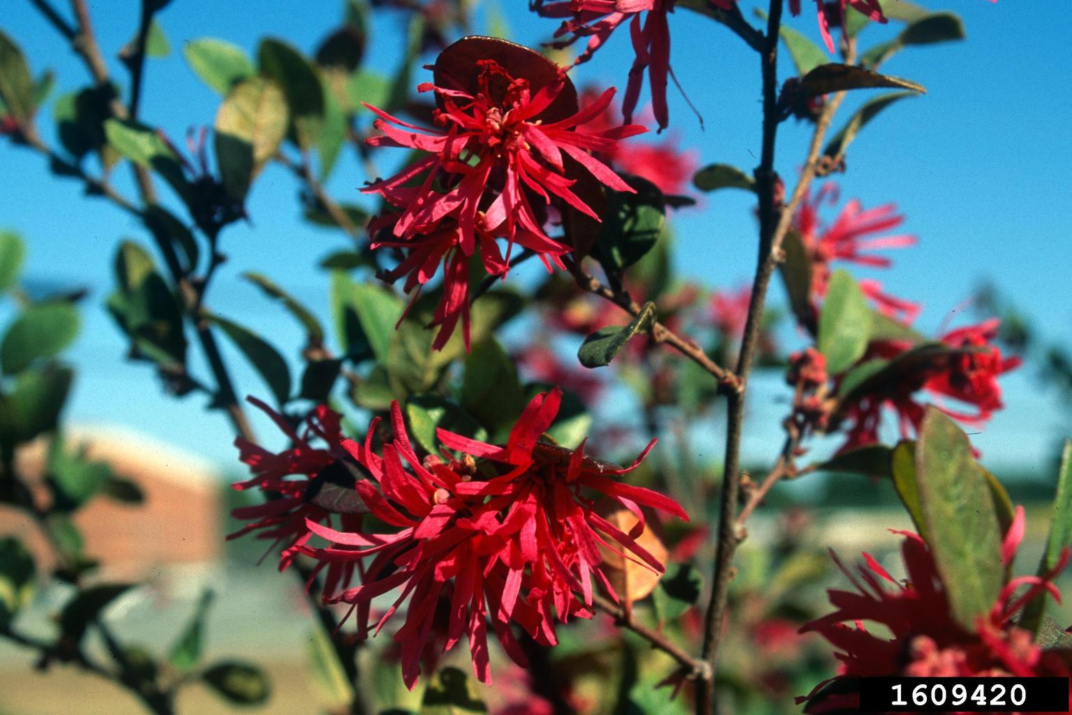 Chinese fringe-bush (Loropetalum chinense Oliv.)
