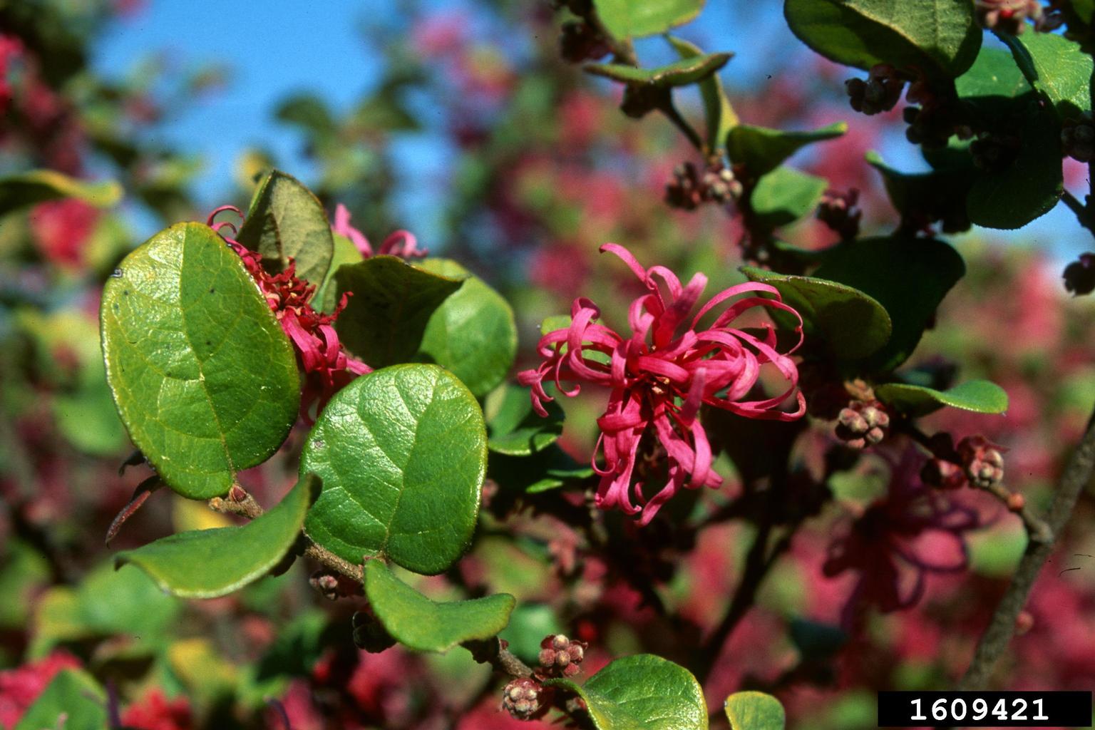 Chinese fringe-bush (Loropetalum chinense Oliv.)