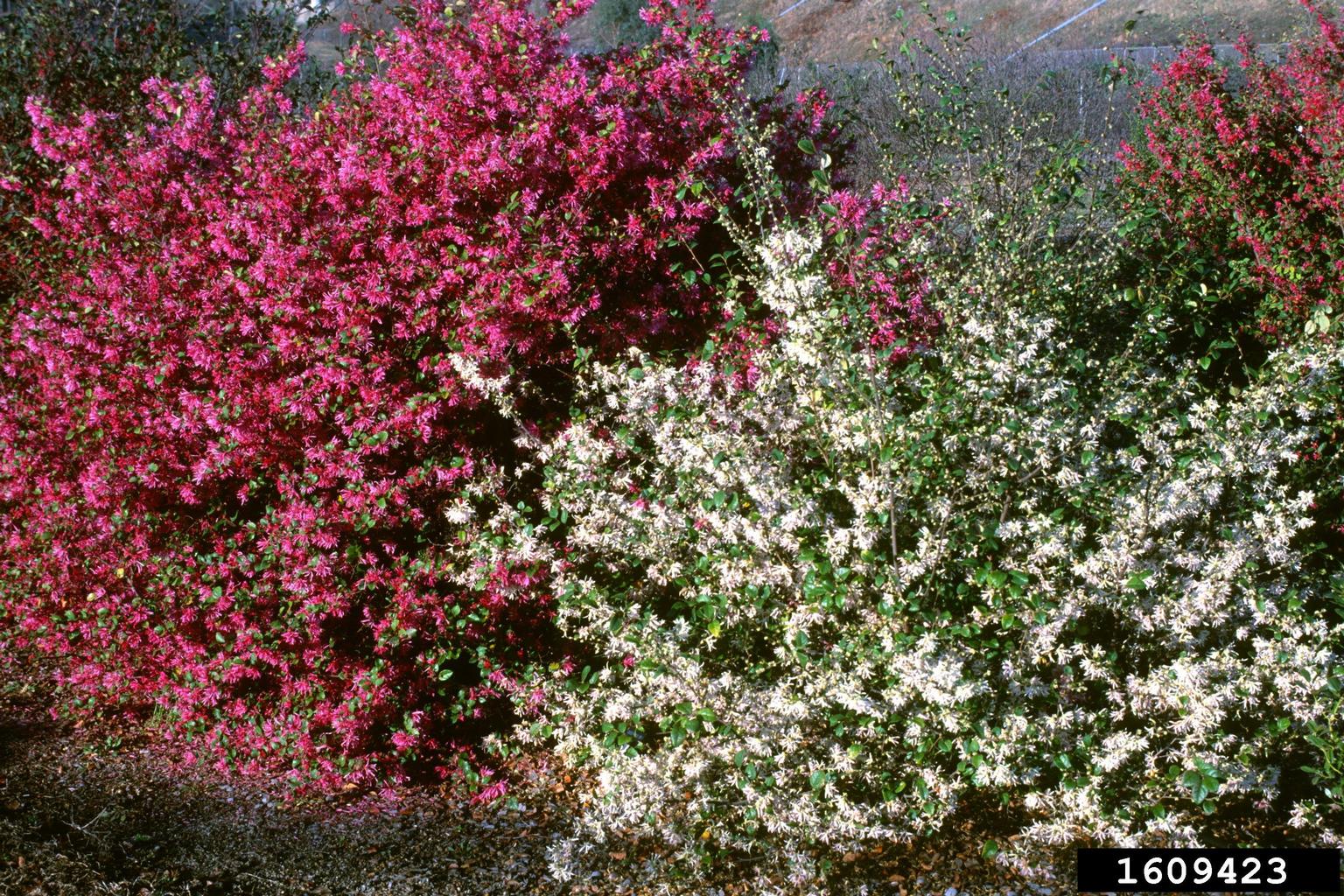 Chinese fringe-bush (Loropetalum chinense)