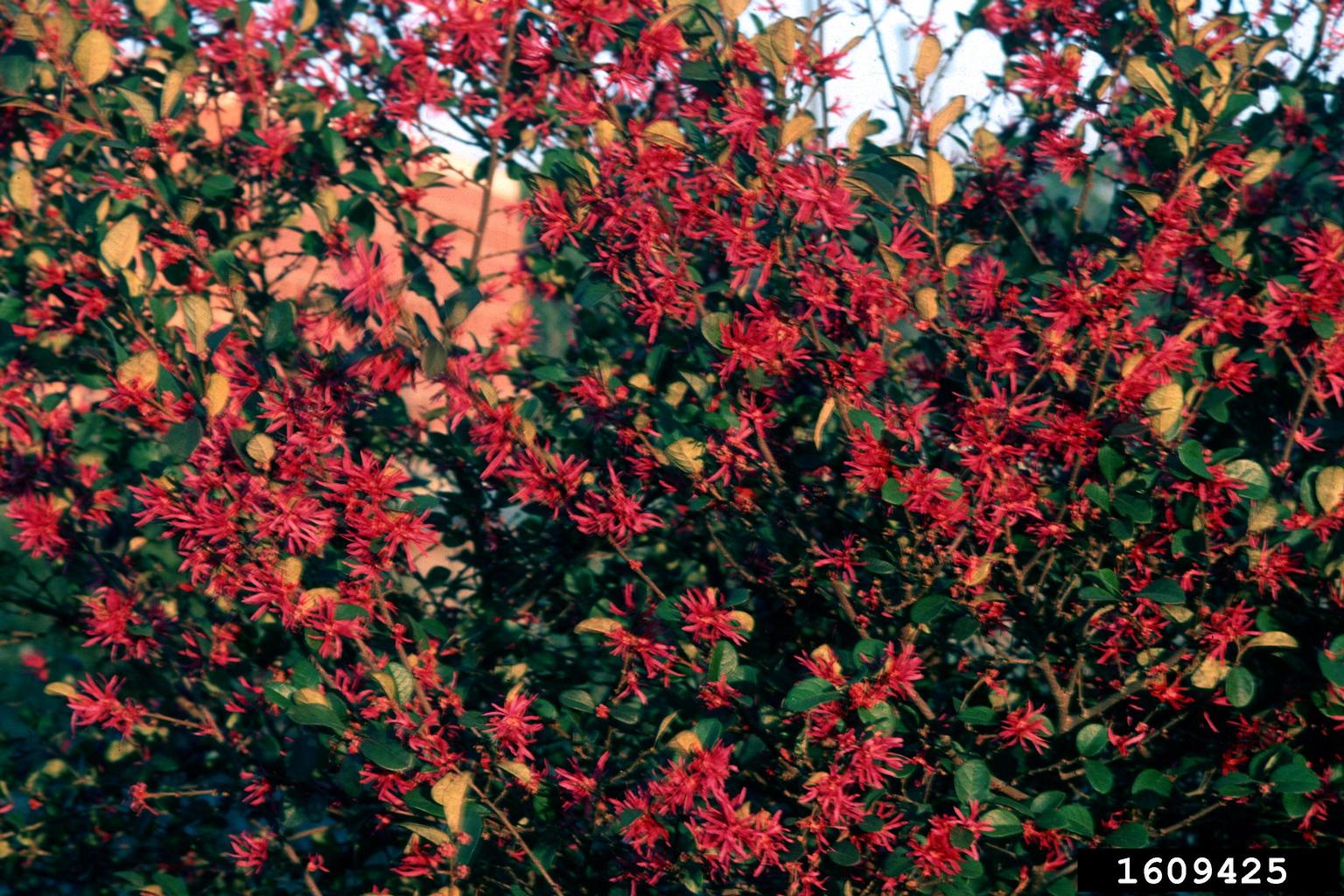 Chinese fringe-bush (Loropetalum chinense)