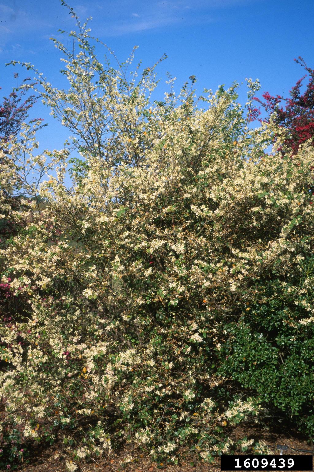 Chinese fringe-bush (Loropetalum chinense)