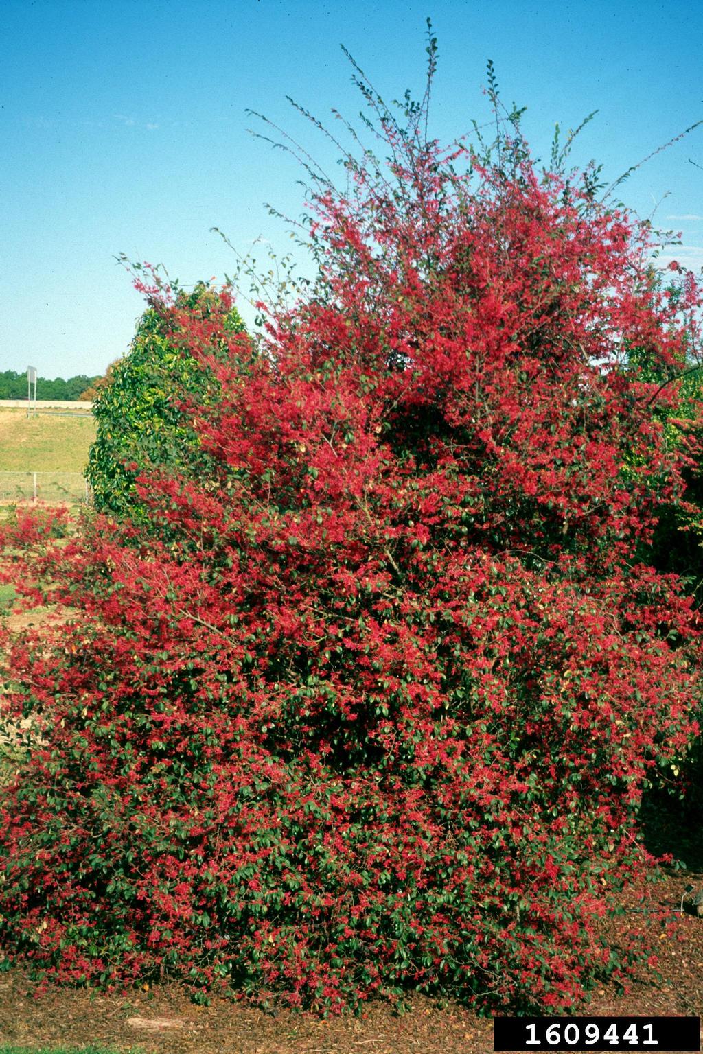 Chinese fringe-bush (Loropetalum chinense Oliv.)