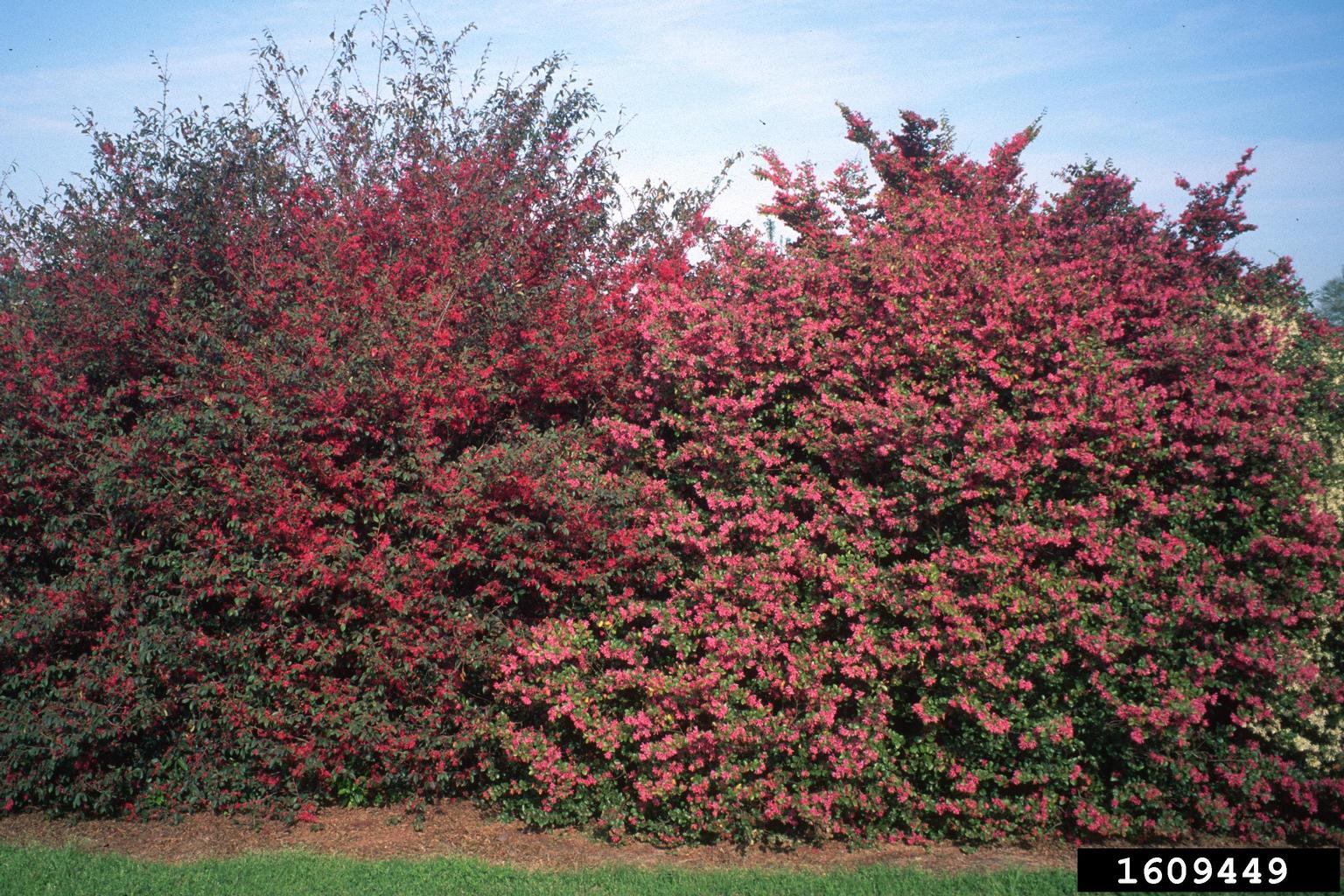 Chinese fringe-bush (Loropetalum chinense)