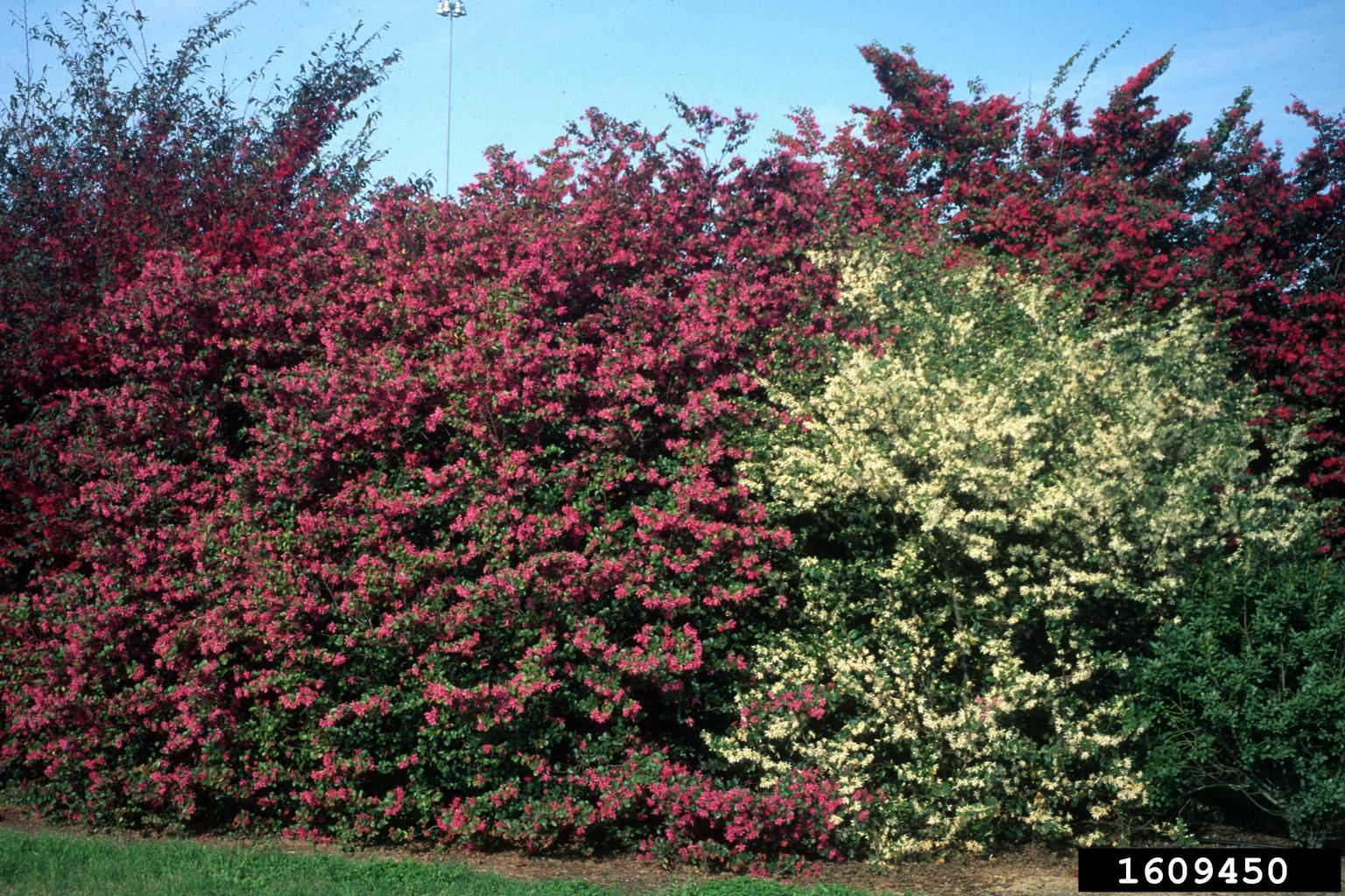 Chinese fringe-bush (Loropetalum chinense)