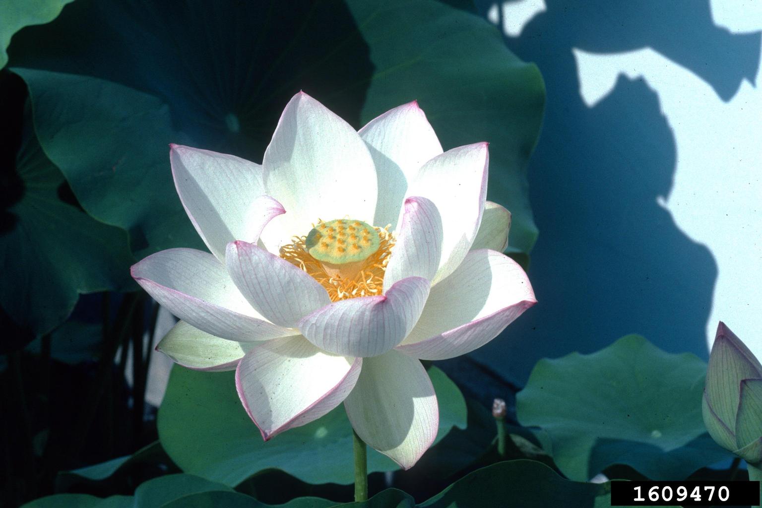 lotus (Genus Nelumbo)