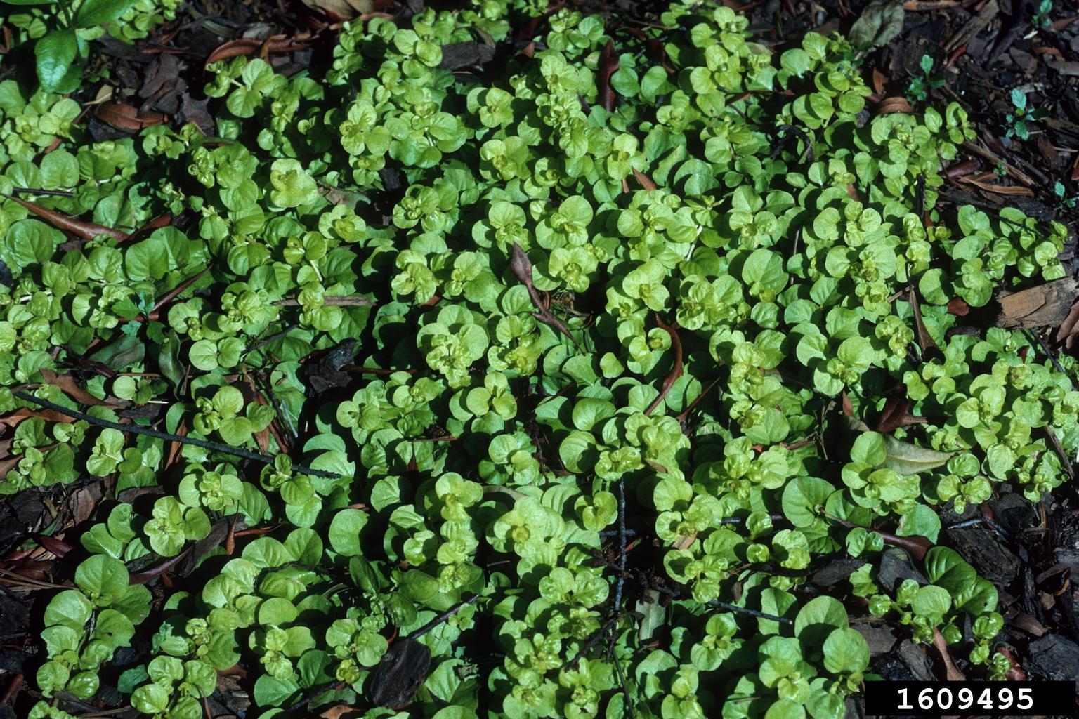 creeping yellow loosestrife, creeping Jenny (Lysimachia nummularia L.)