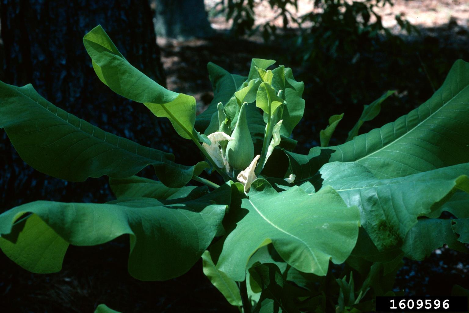 Ashe's magnolia (Magnolia ashei)