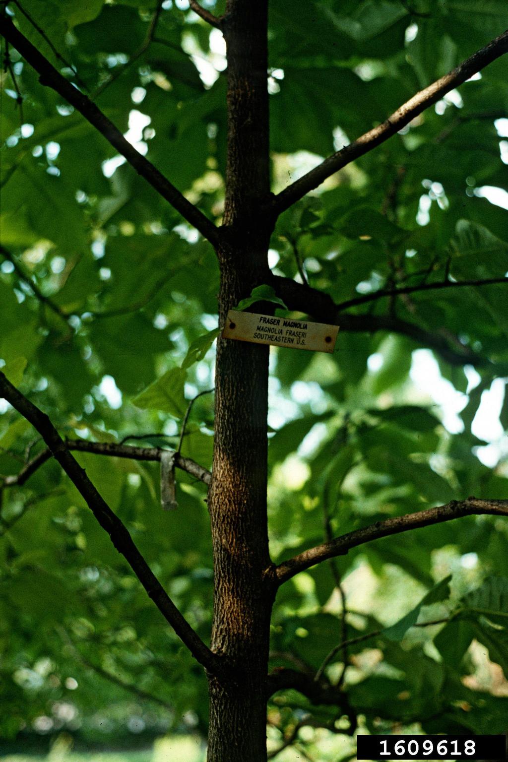 mountain magnolia (Magnolia fraseri Walt.)
