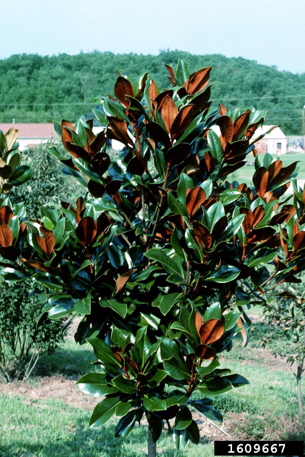 southern magnolia (Magnolia grandiflora L.)