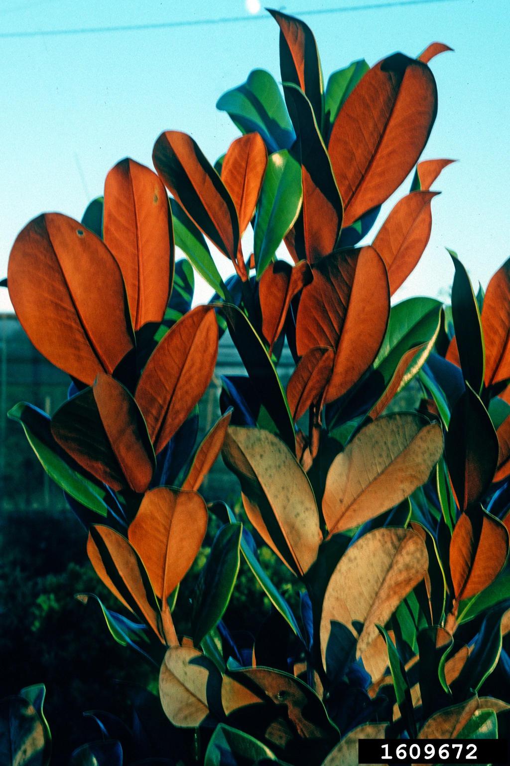 southern magnolia (Magnolia grandiflora L.)