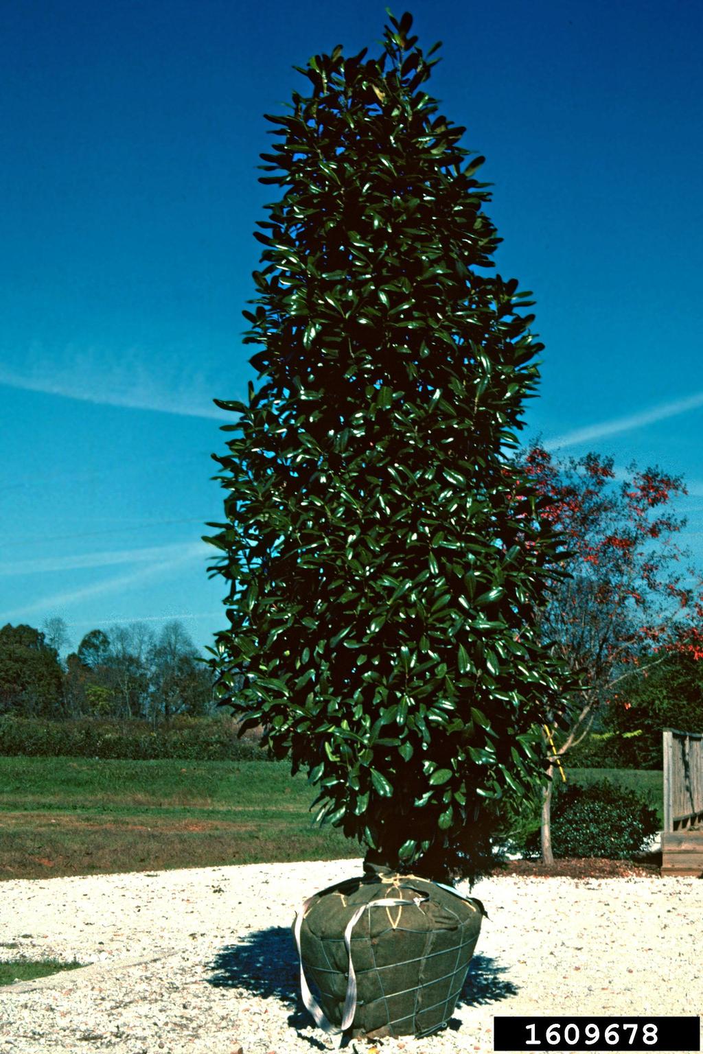 southern magnolia (Magnolia grandiflora)