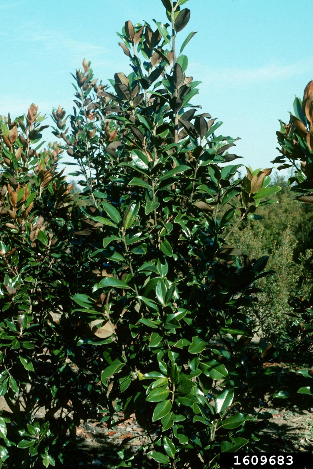 southern magnolia (Magnolia grandiflora)