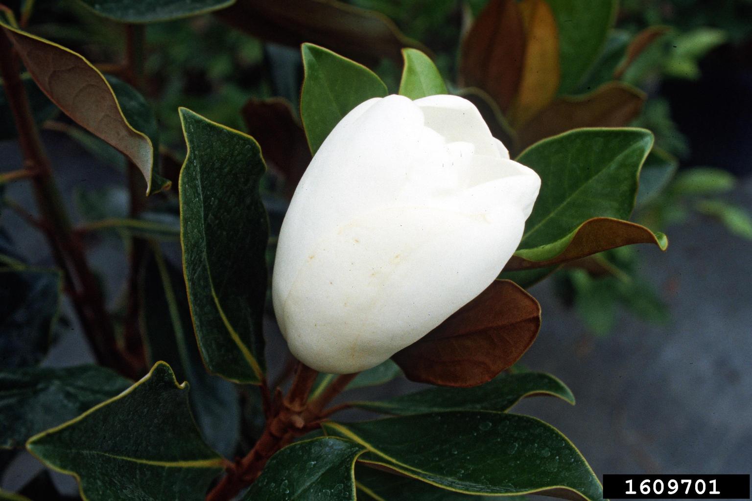 southern magnolia (Magnolia grandiflora)