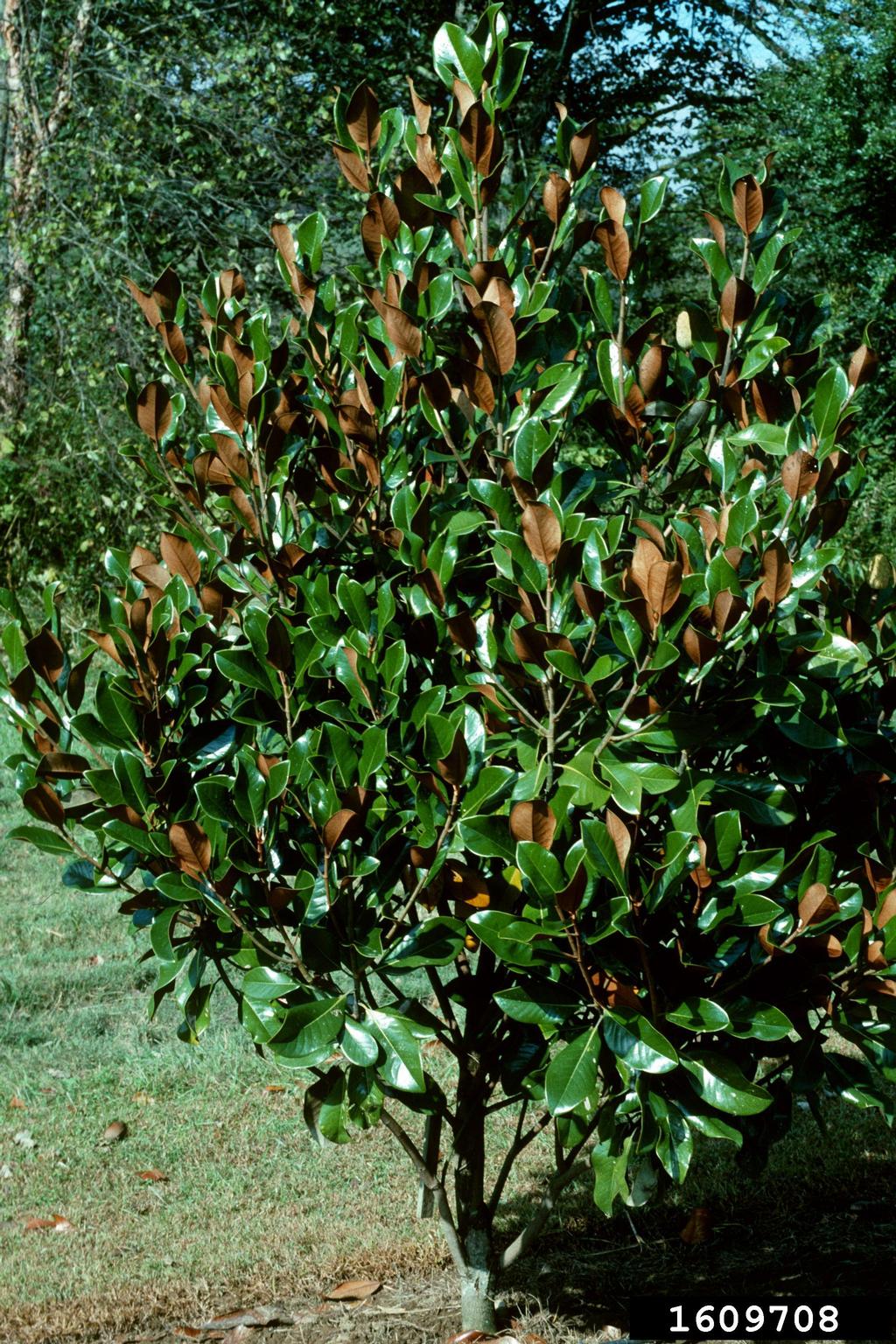 southern magnolia (Magnolia grandiflora L.)