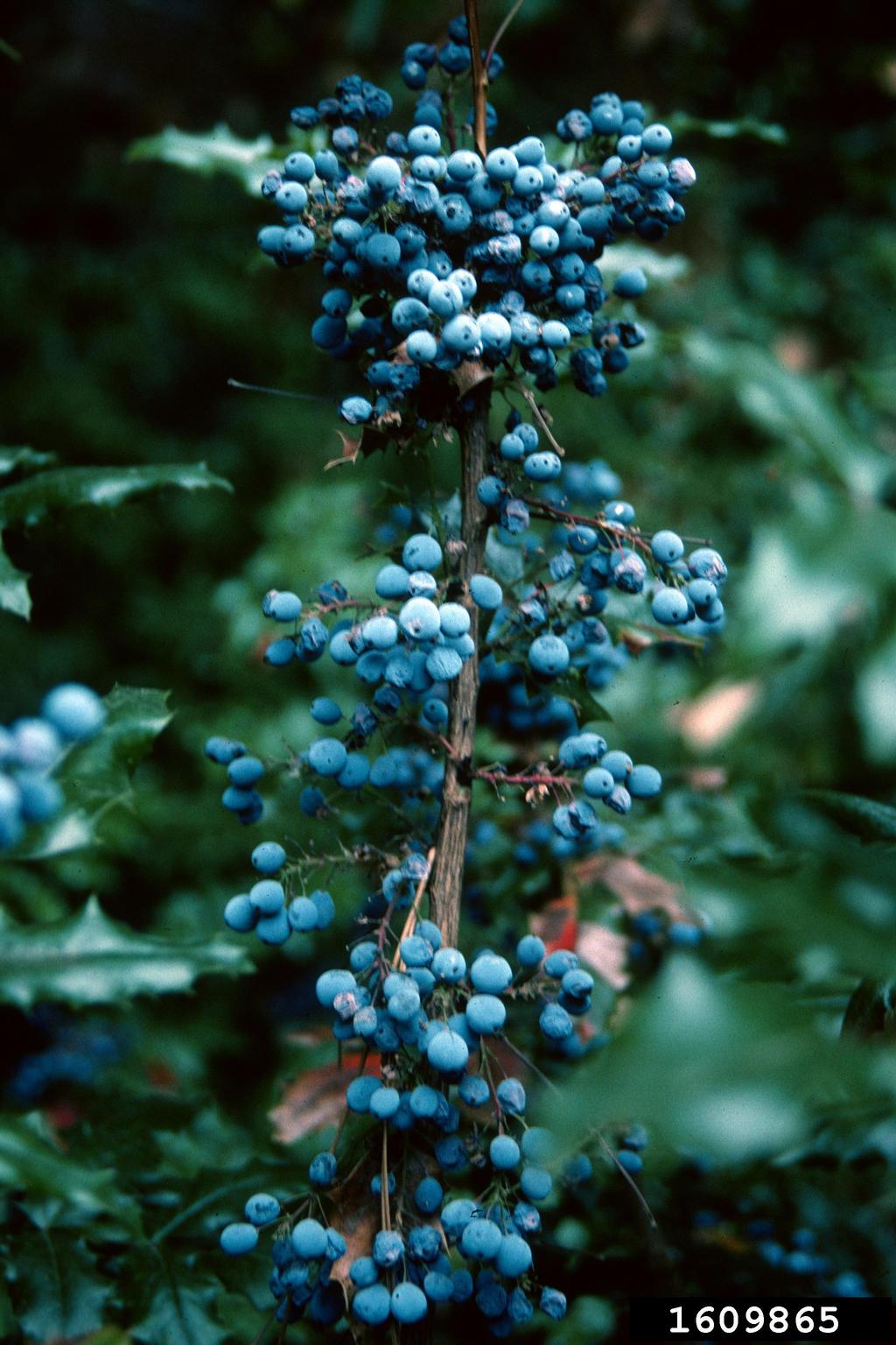mountain grape (Berberis aquifolium Pursh)