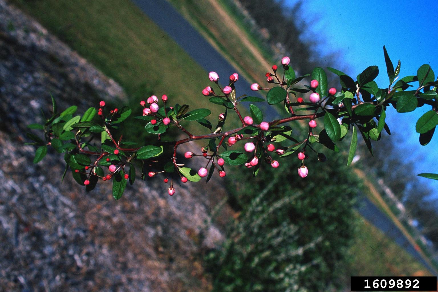 southern crabapple (Malus angustifolia)