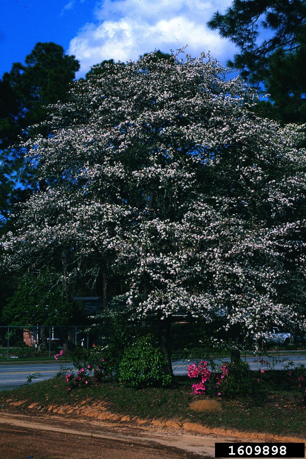 southern crabapple, Malus angustifolia (Rosales: Rosaceae) - 1609898