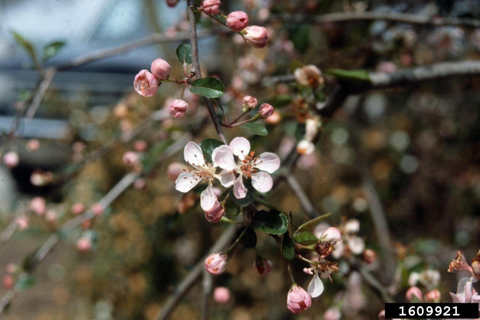 southern crabapple (Malus angustifolia P. Mill.)