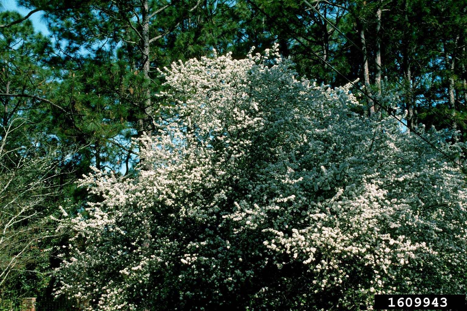 crabapple and apple, Malus spp. (Rosales: Rosaceae) - 1609943