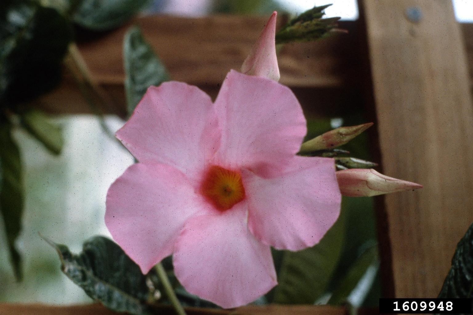 Mandevilla (Genus Mandevilla)