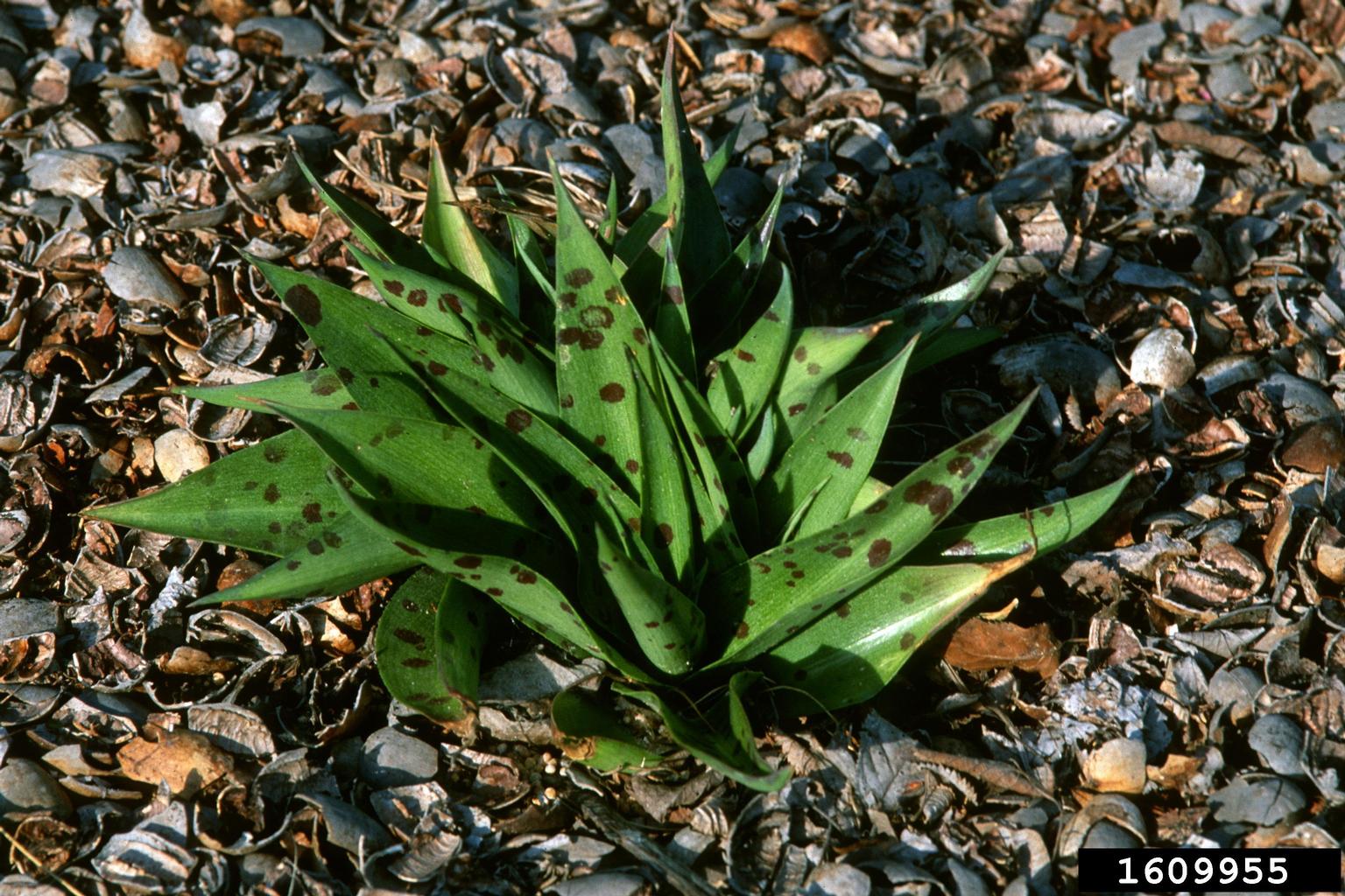 false aloe (Manfreda virginica)