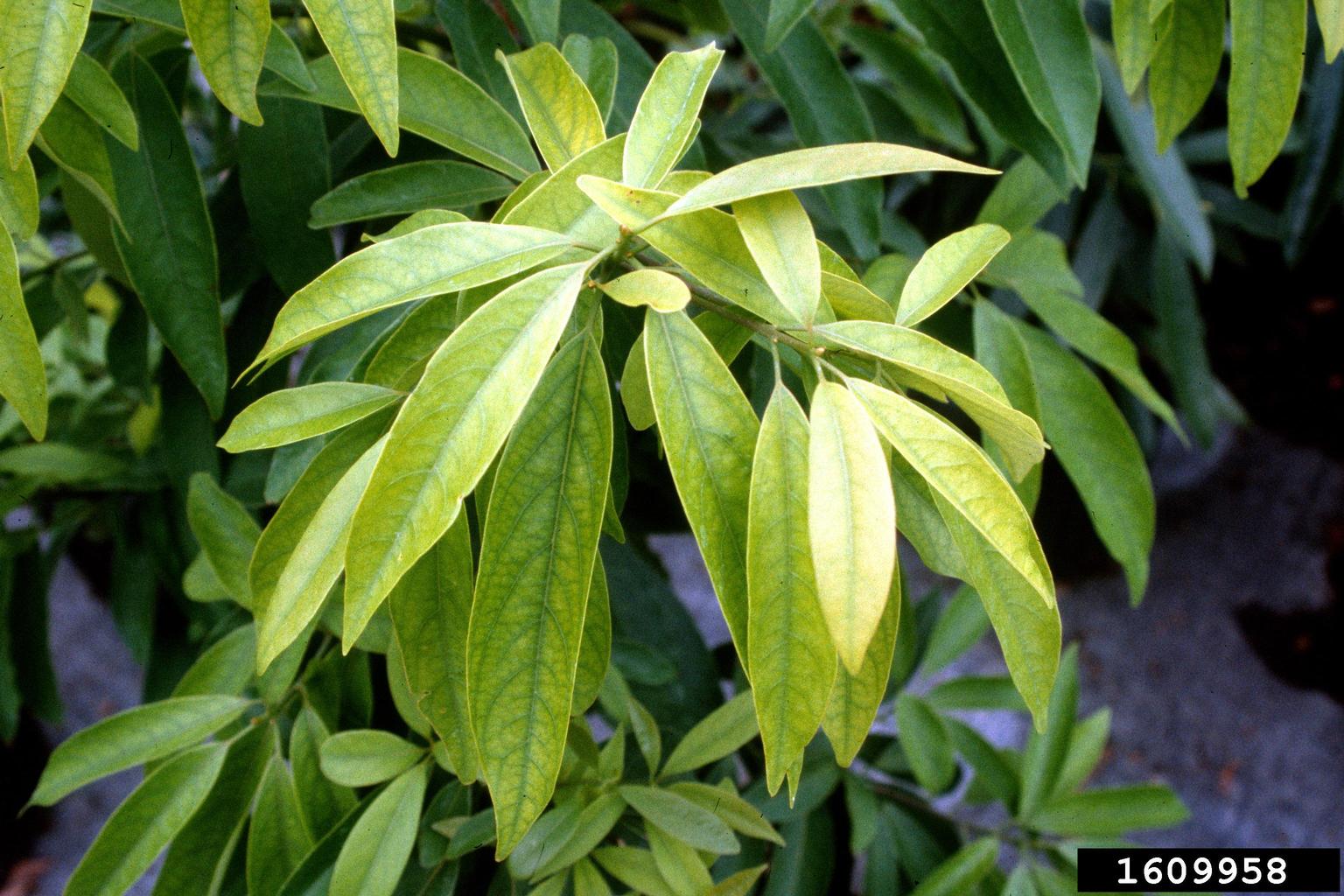 magnolia (Magnolia insignis)