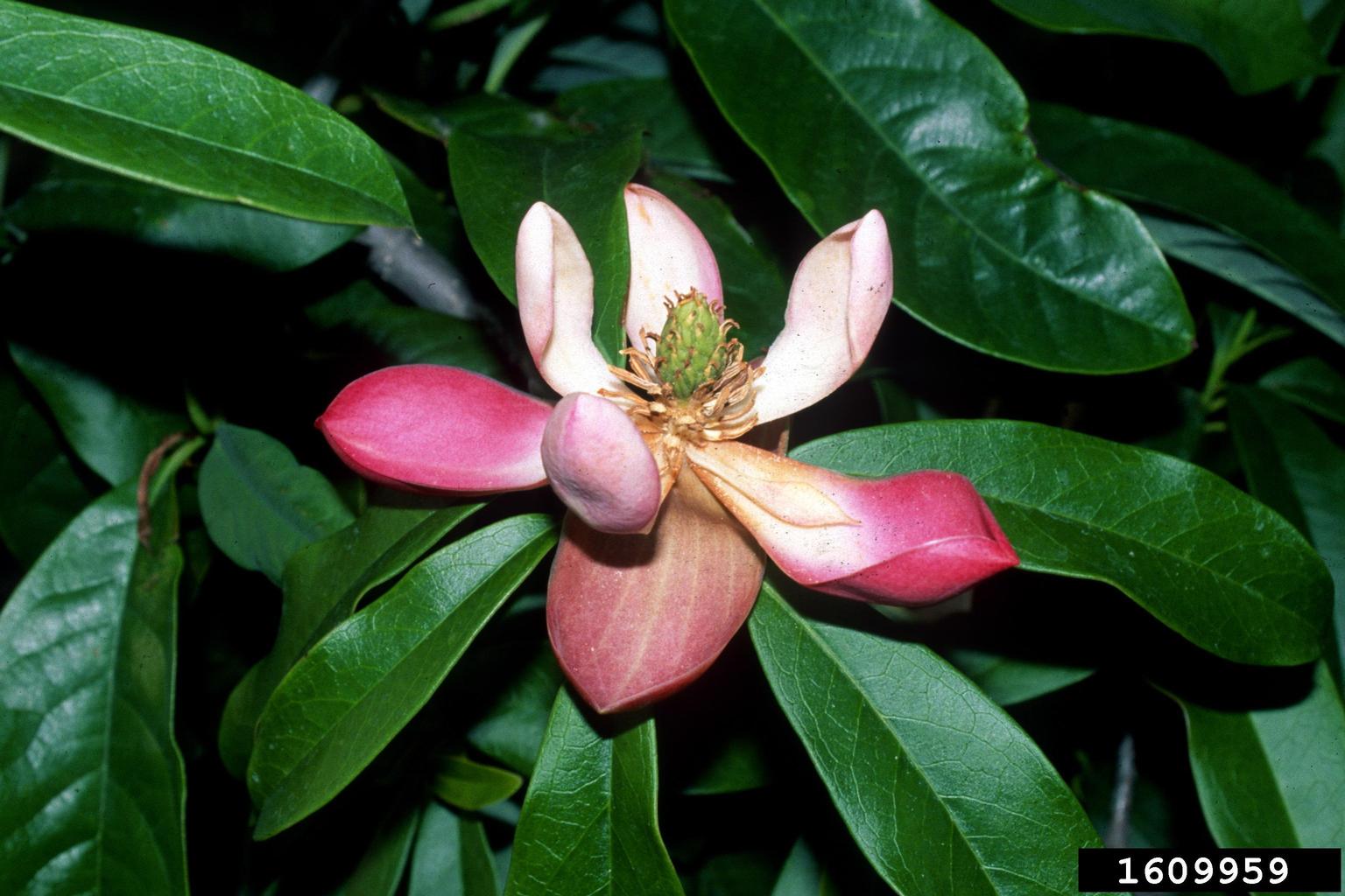 magnolia (Magnolia insignis Wall.)