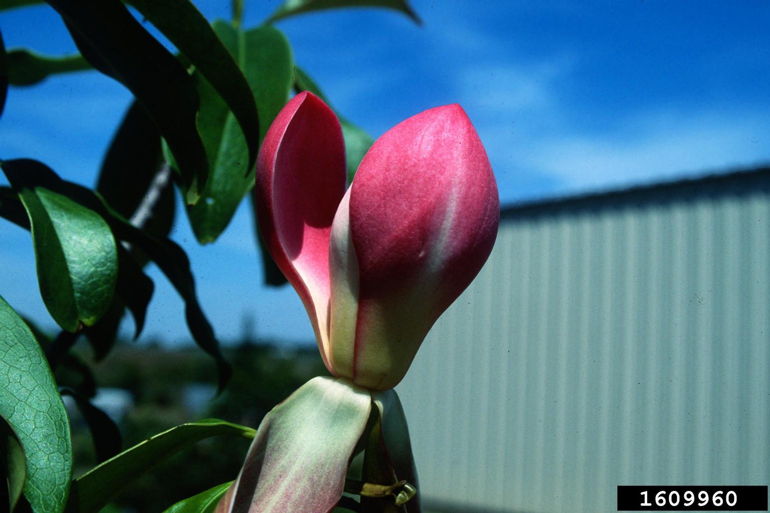 magnolia (Magnolia insignis Wall.)