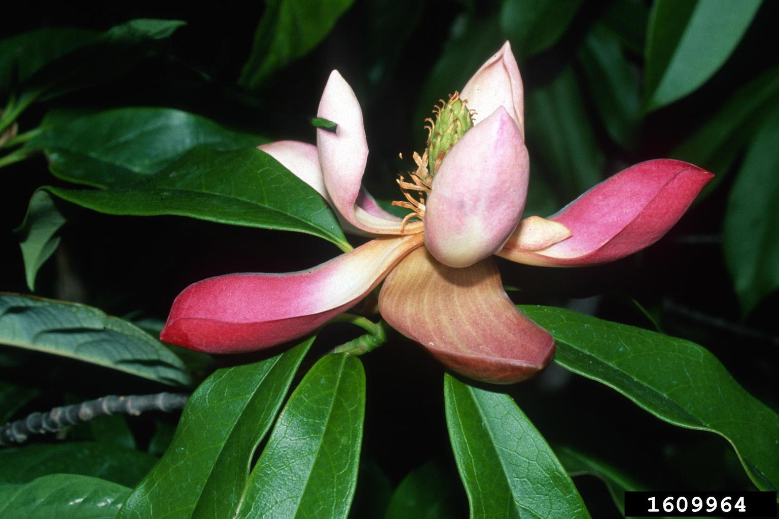 magnolia (Magnolia insignis Wall.)