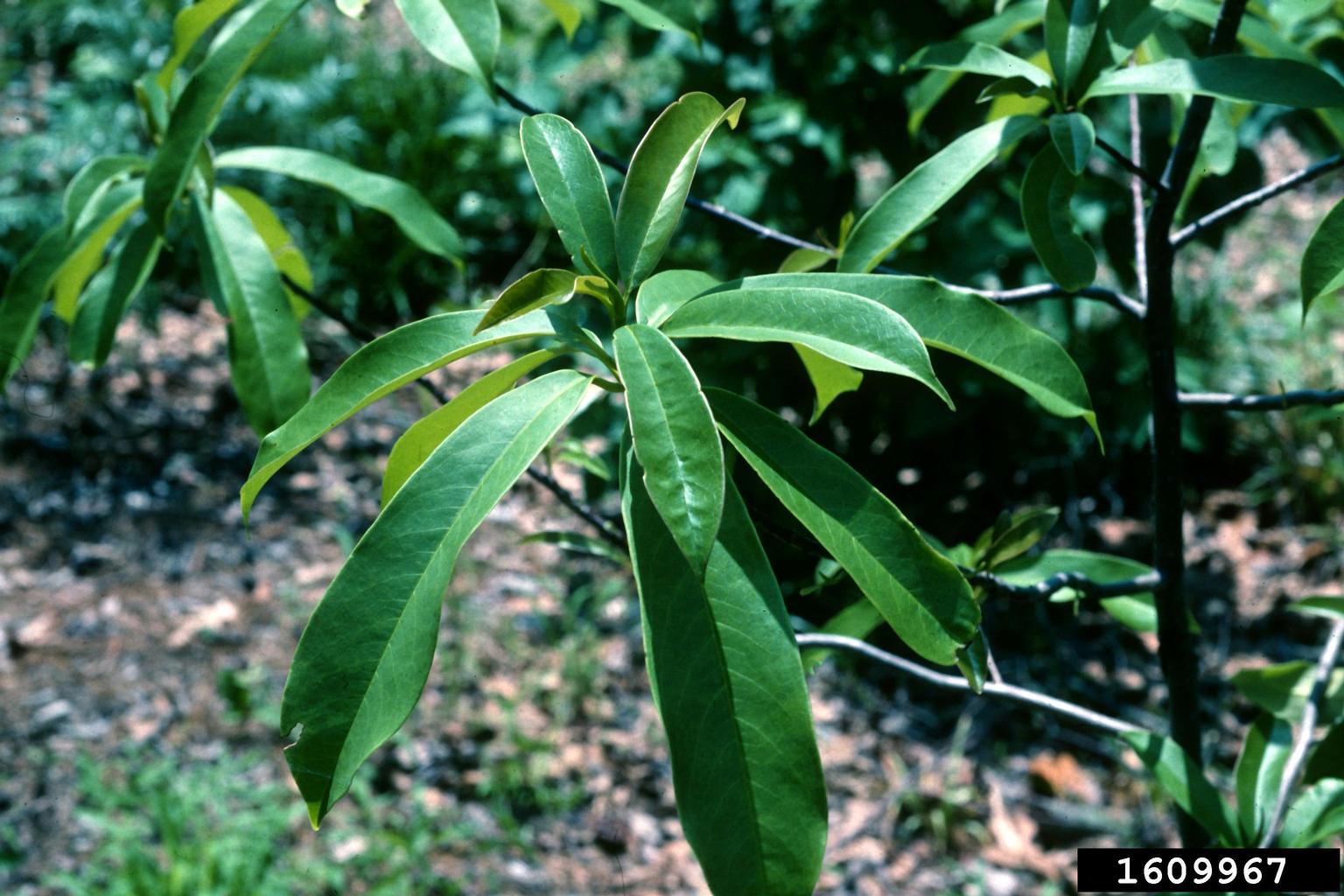 magnolia (Magnolia insignis)