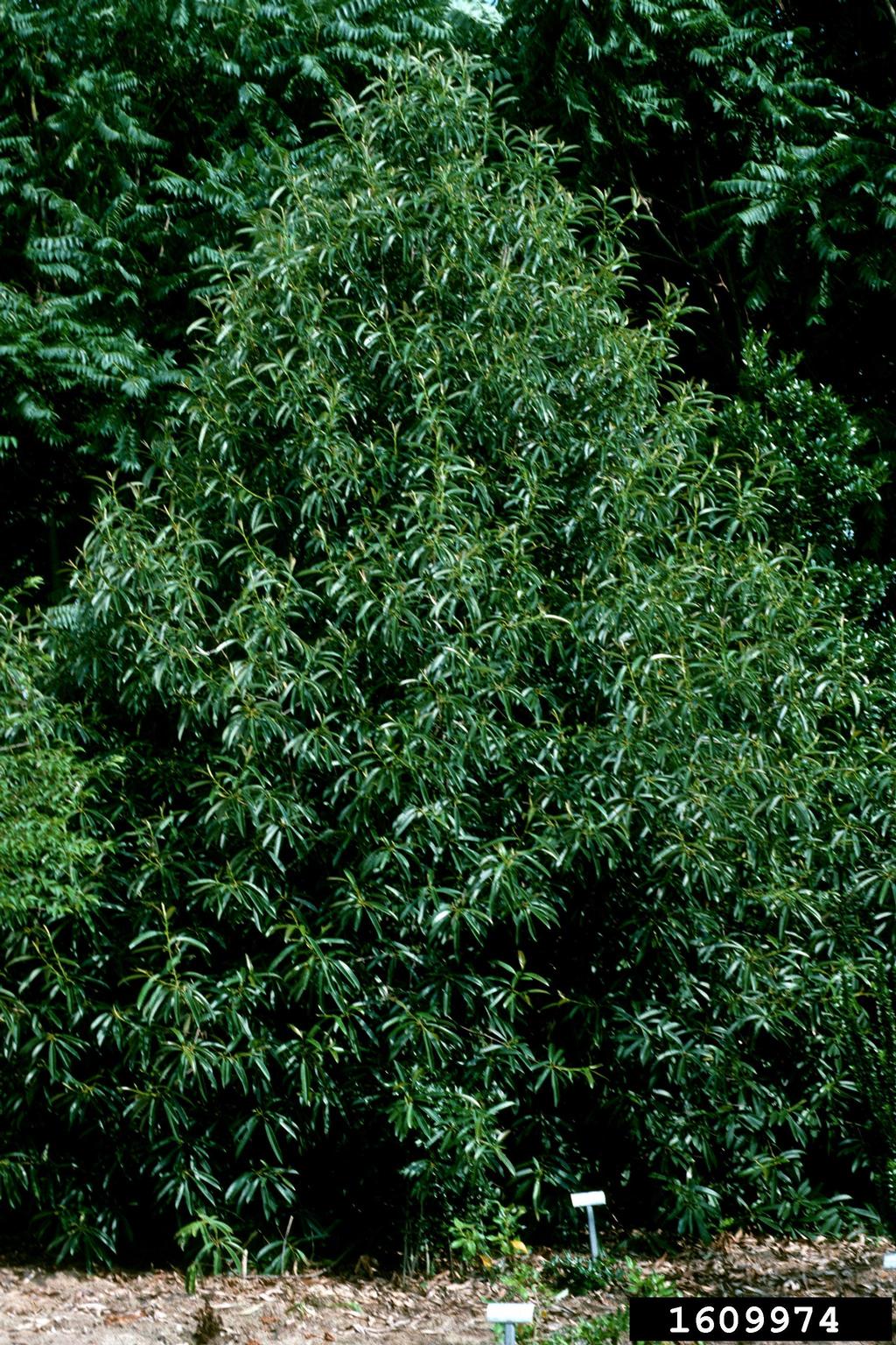 magnolia (Magnolia insignis Wall.)