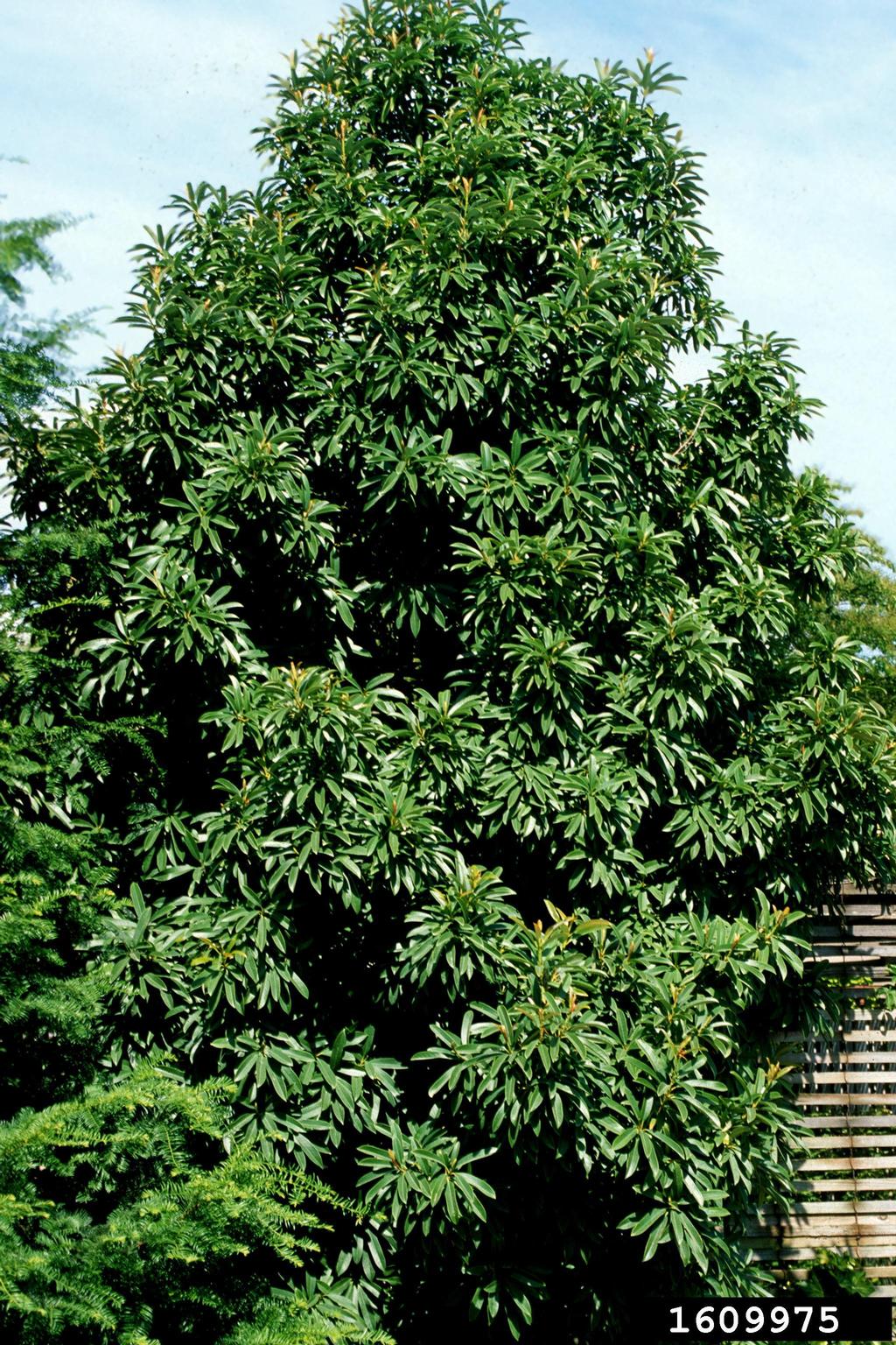 magnolia (Magnolia insignis Wall.)